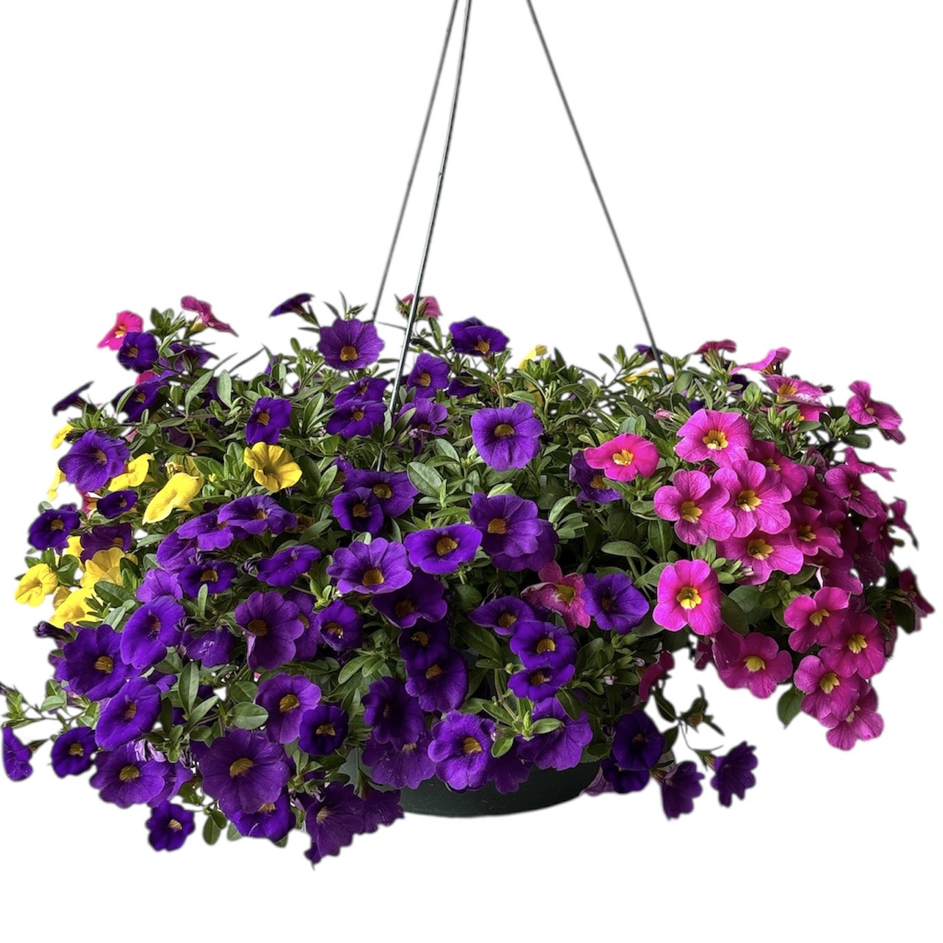 Hanging Basket 10" - Combo, Annuals, Assorted - MassMulch