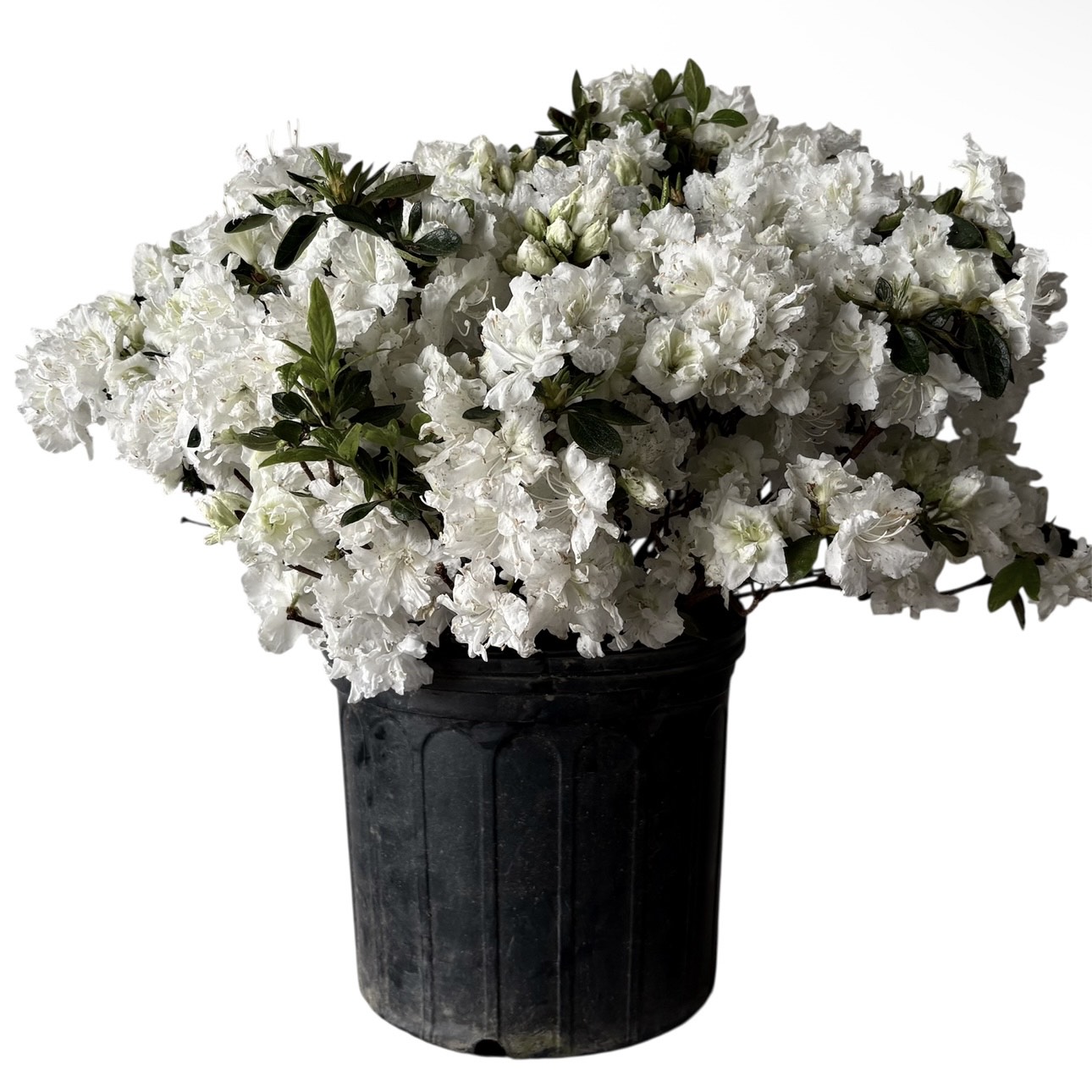 Azalea 'Helen Curtis' - 3 Gallon - MassMulch