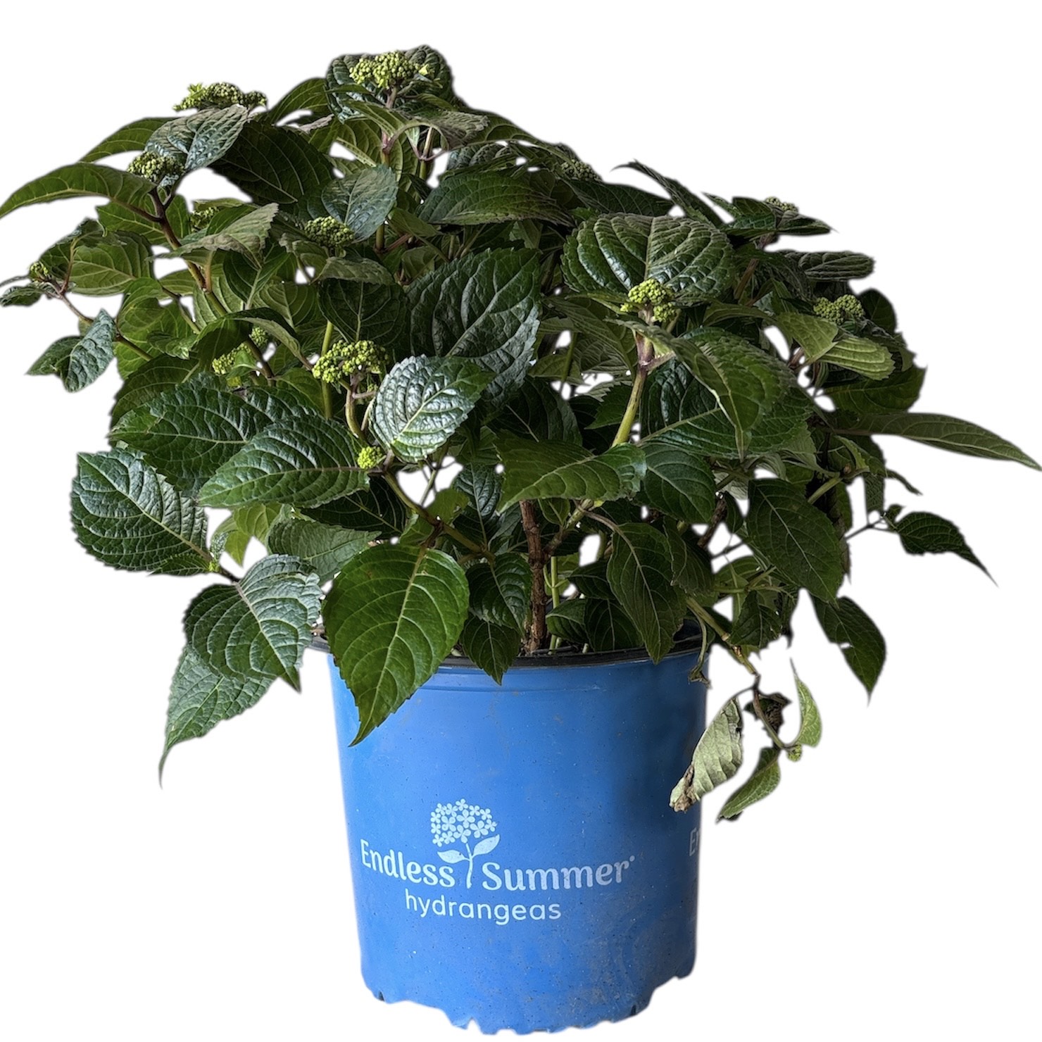 Hydrangea 'Pop Star' - 3 Gallon - MassMulch