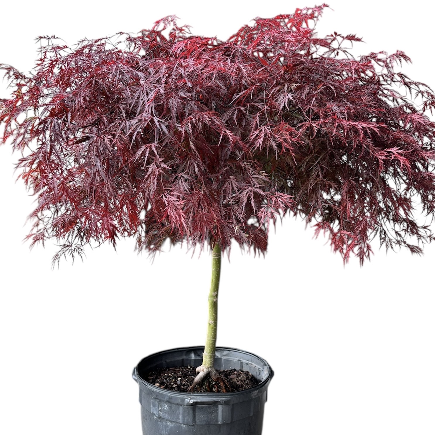 Japanese Maple 'Red Dragon' - 10 Gallon - MassMulch
