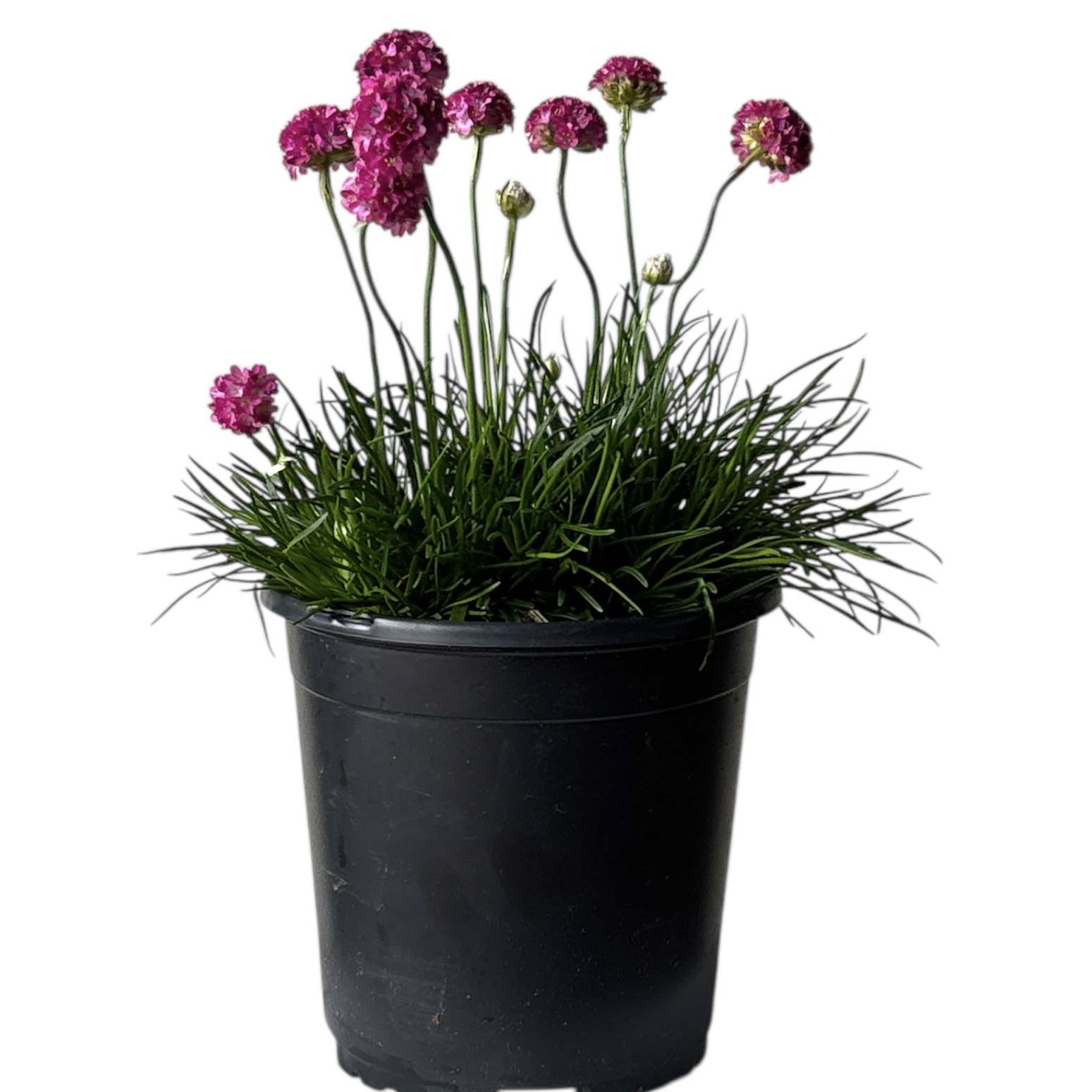 Sea Thrift 'Morning Star Deep Rose' - 1 Gallon - MassMulch