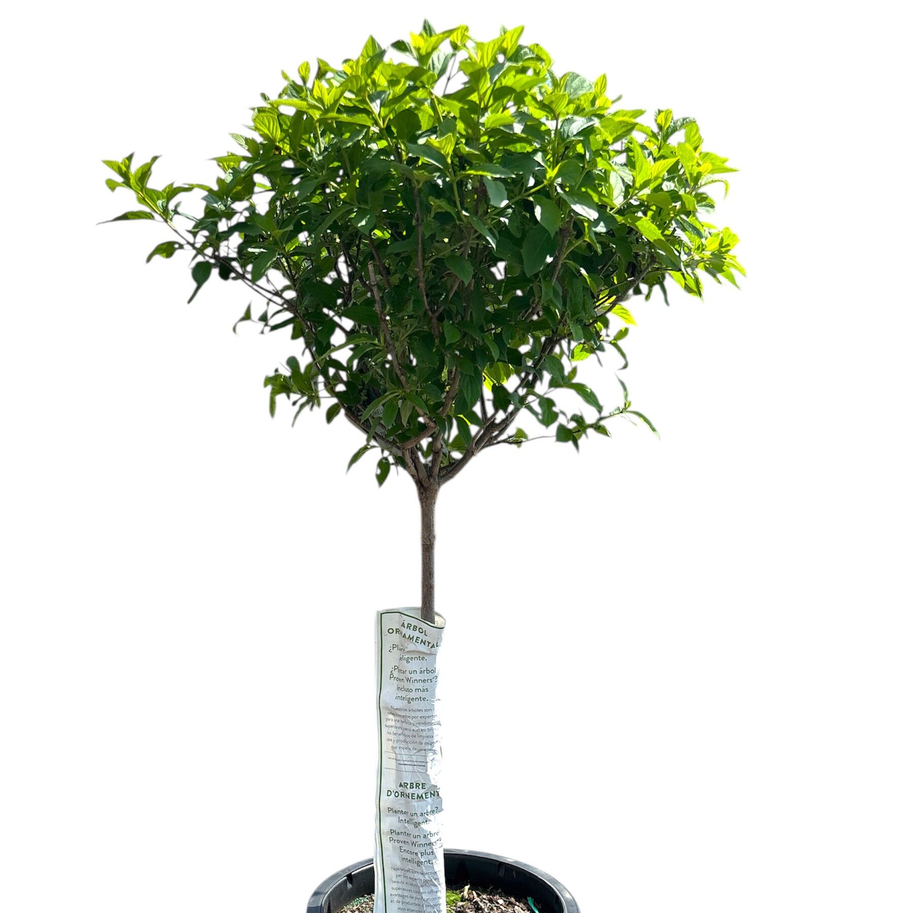 Hydrangea Paniculata ‘Limelight’ - 10 Gallon - MassMulch