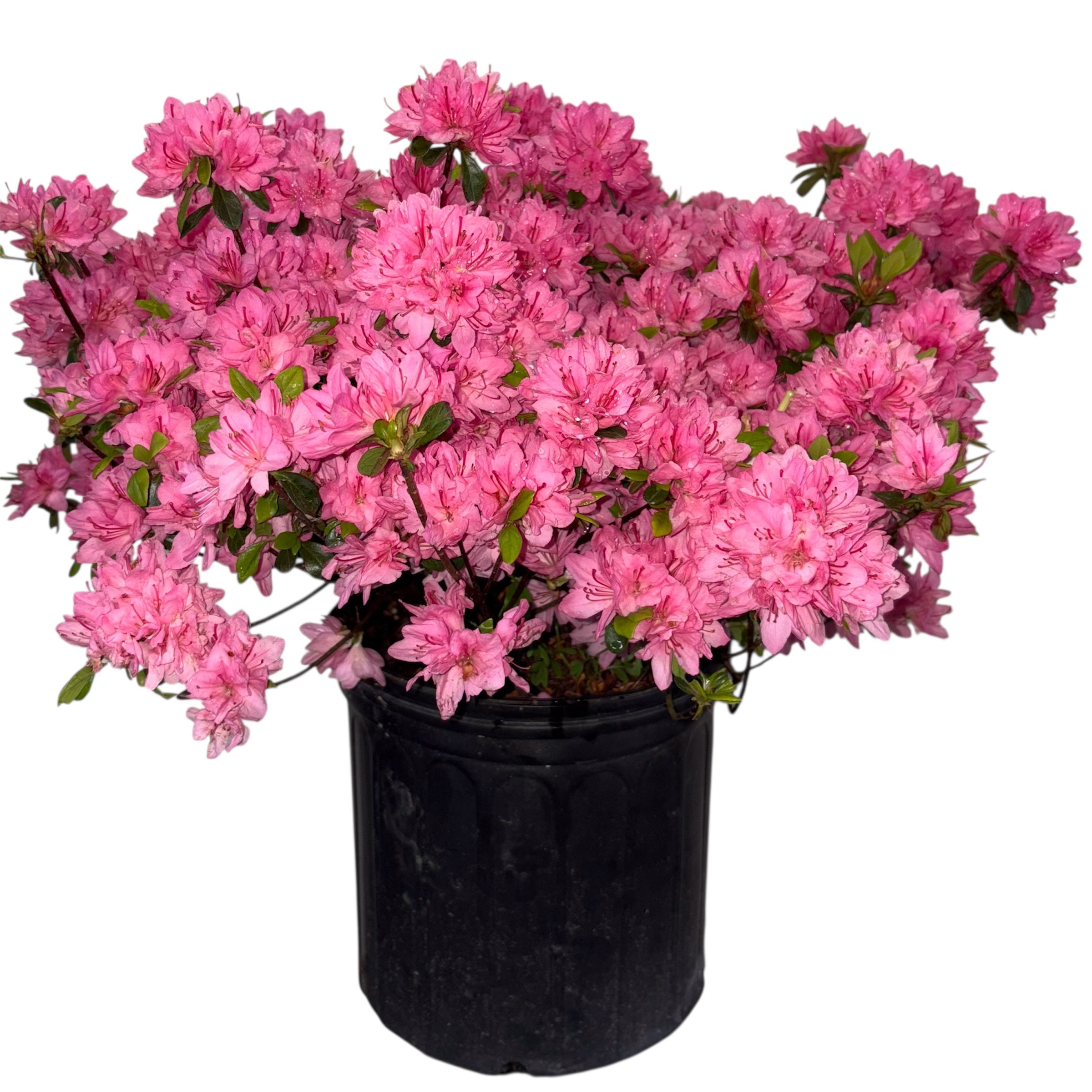 Azalea 'Tradition' - 3 Gallon - MassMulch
