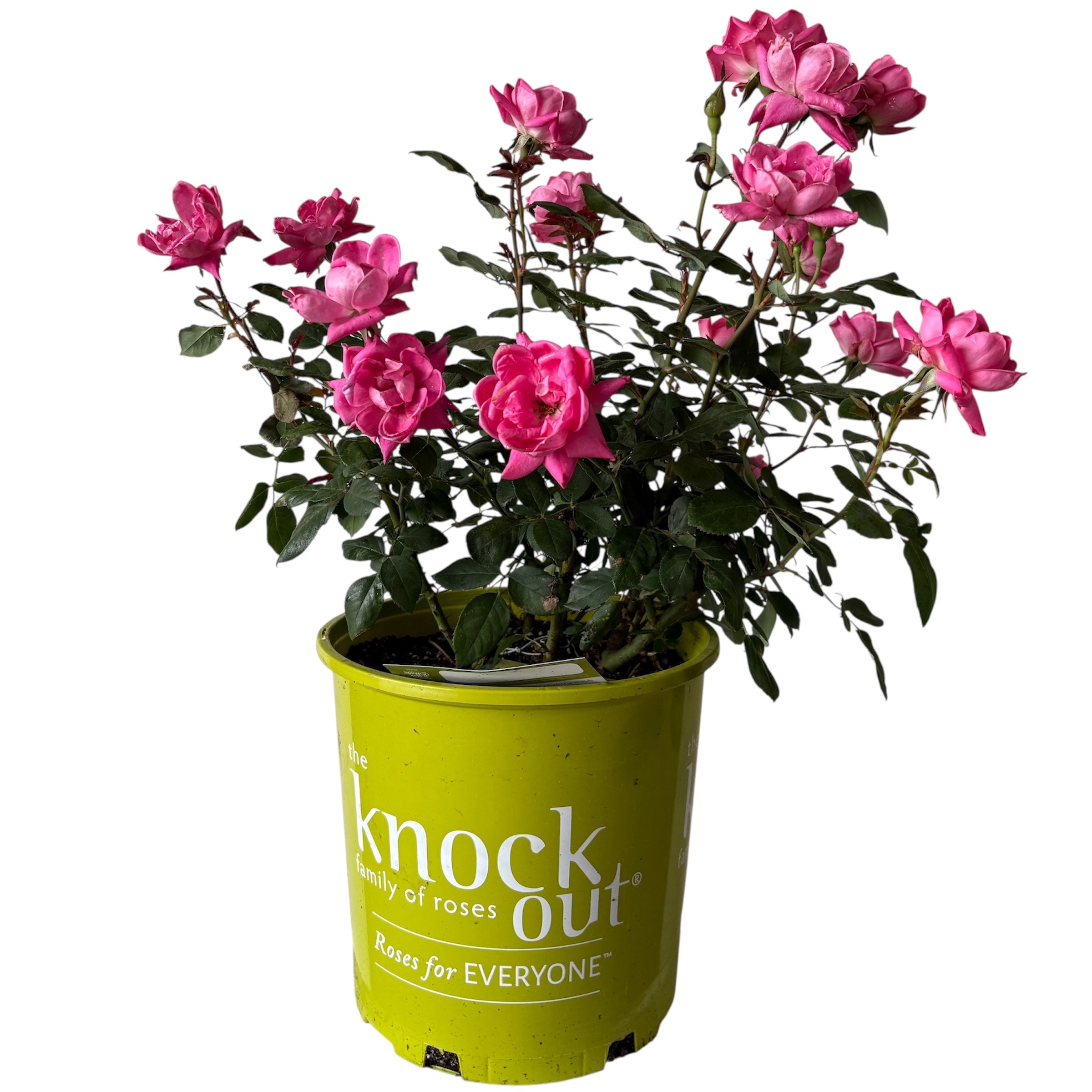 Rosa 'Double Pink Knock Out'- 2 Gallon - MassMulch