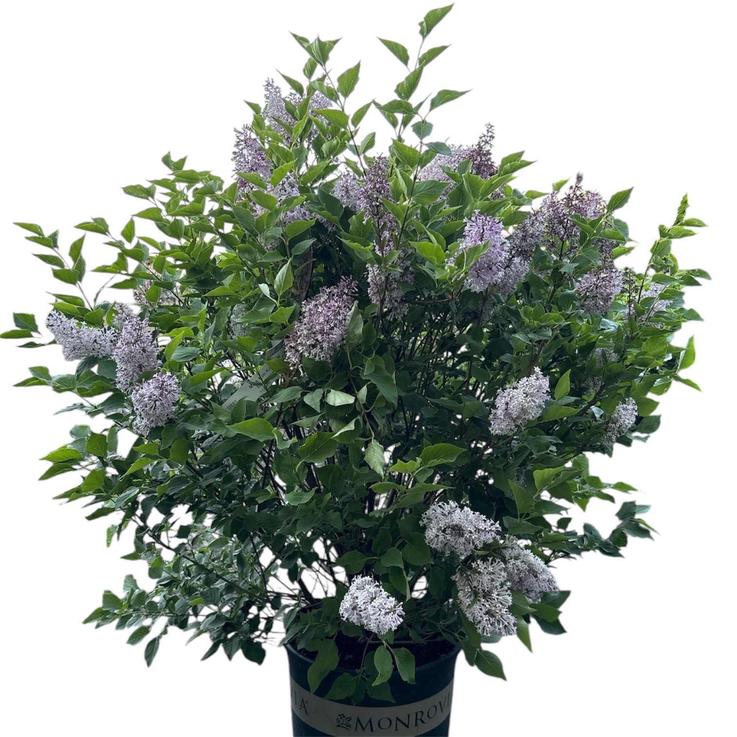 Lilac 'Miss Kim' - 5 Gallon - MassMulch