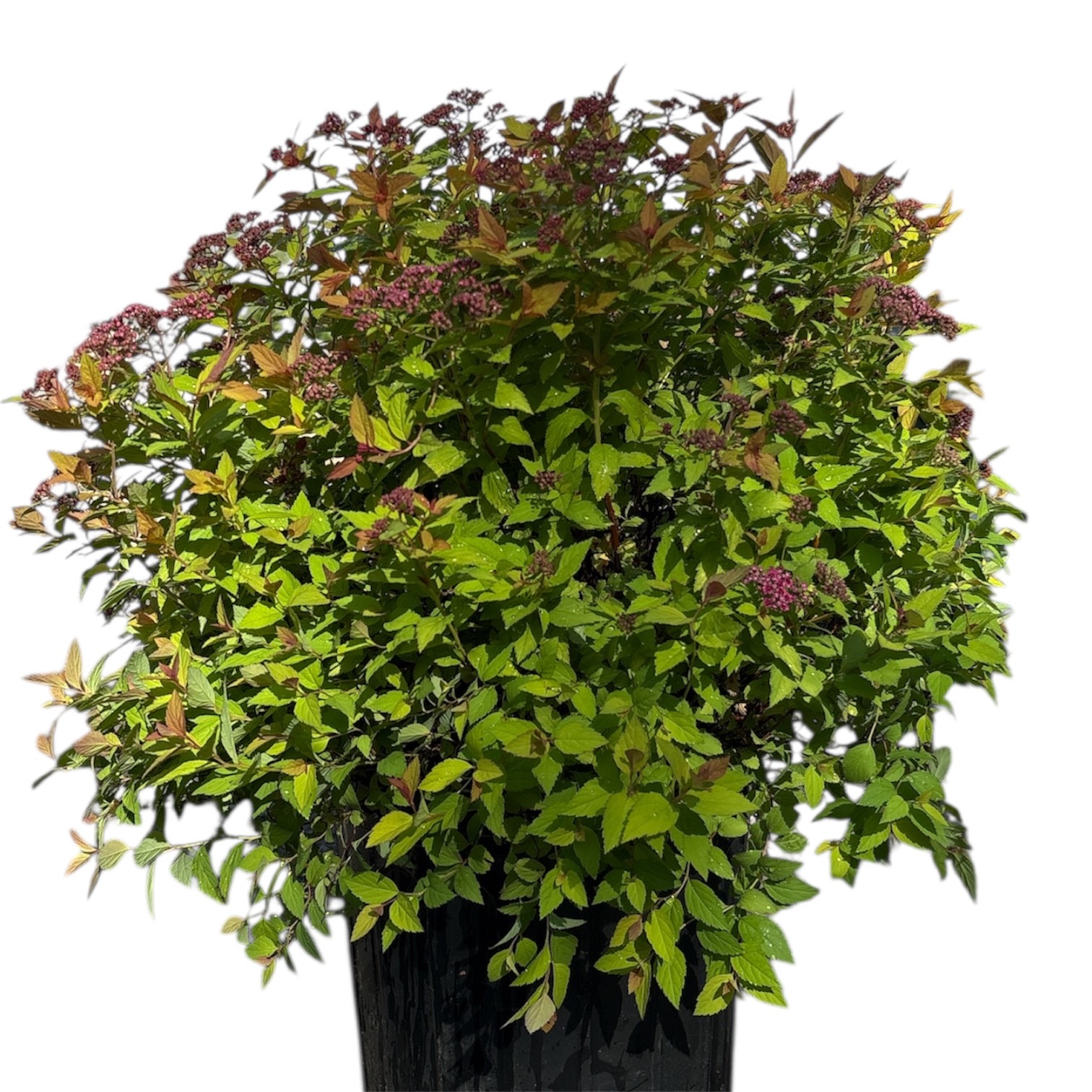 Spirea-Japanese 'Magic Carpet' - 3 Gallon - MassMulch
