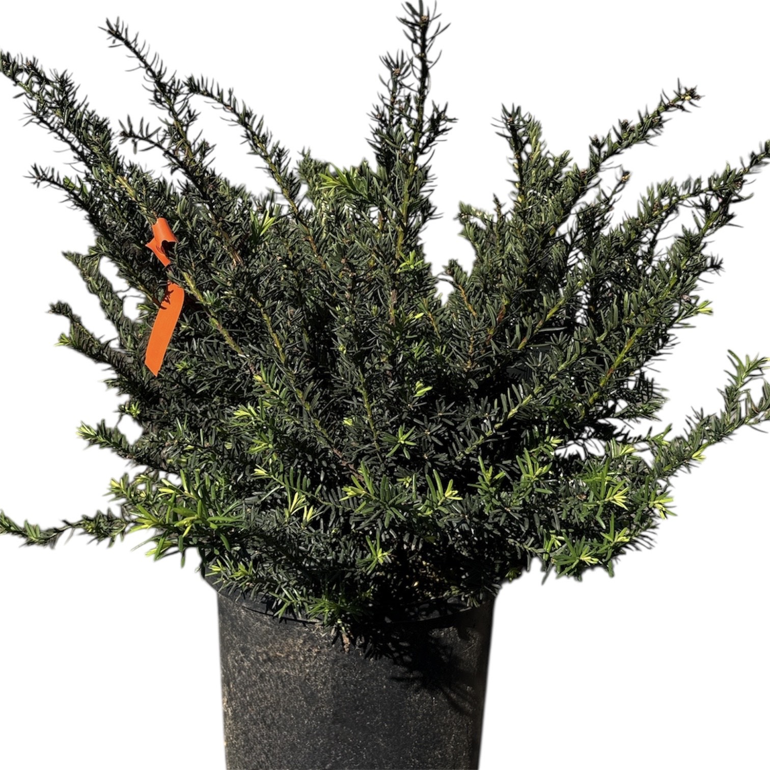 Yew 'Everlow' - 5 Gallon - MassMulch