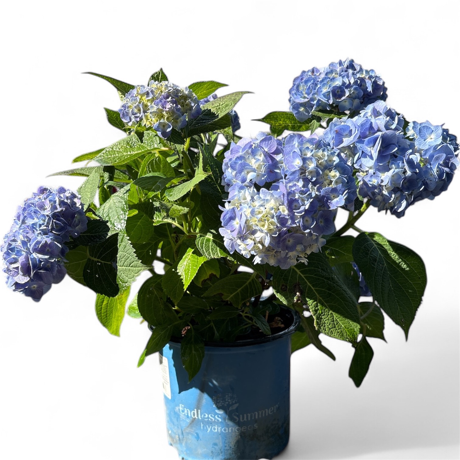 Hydrangea-Big Leaf 'Endless Summer' - 3 Gallon - MassMulch