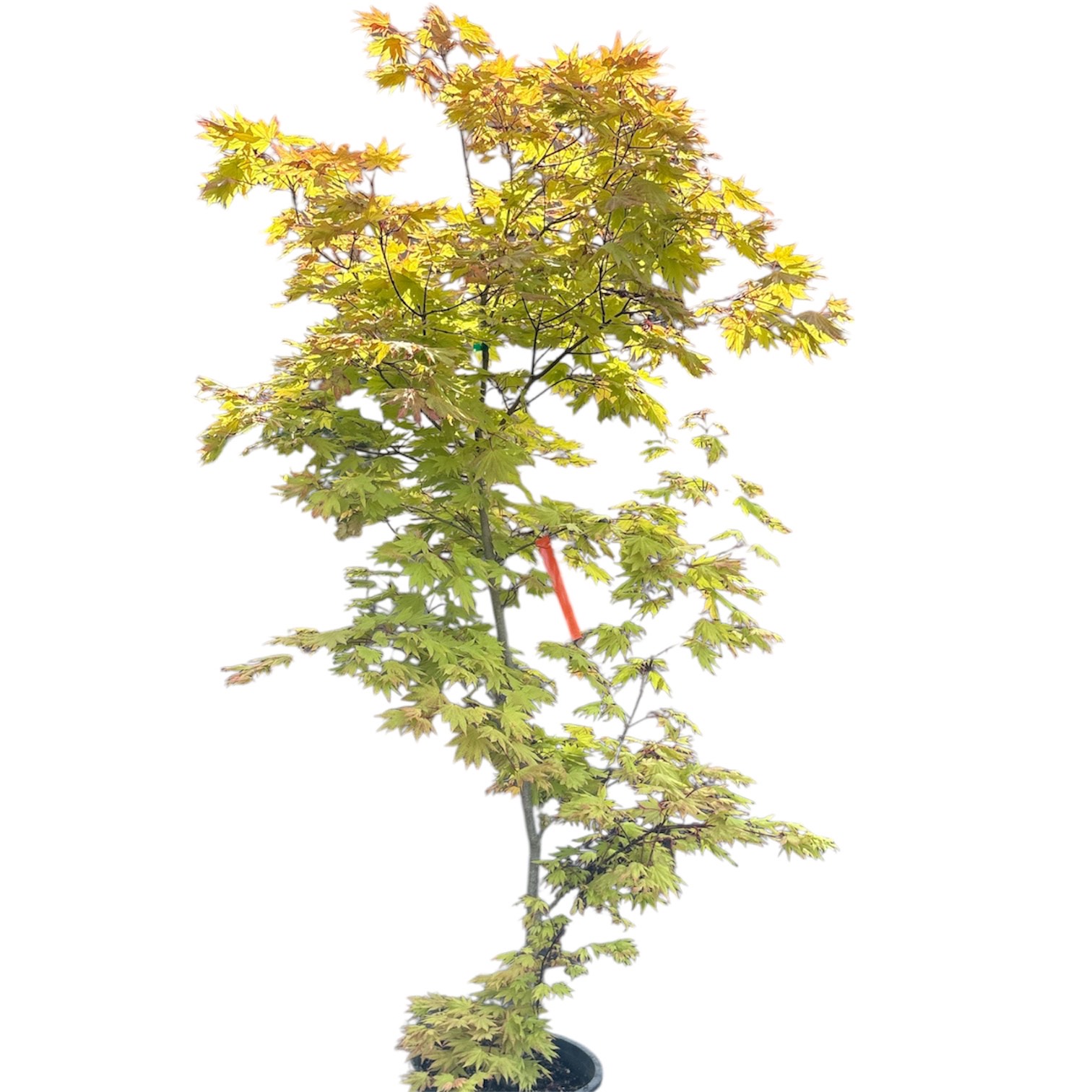 Full Moon Maple 'Autumn Moon' - 7 Gallon - MassMulch