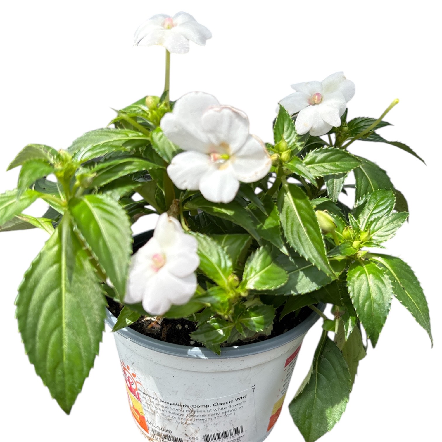 Impatiens New Guinea 'Comp. Classic White' - 6" Pot - MassMulch