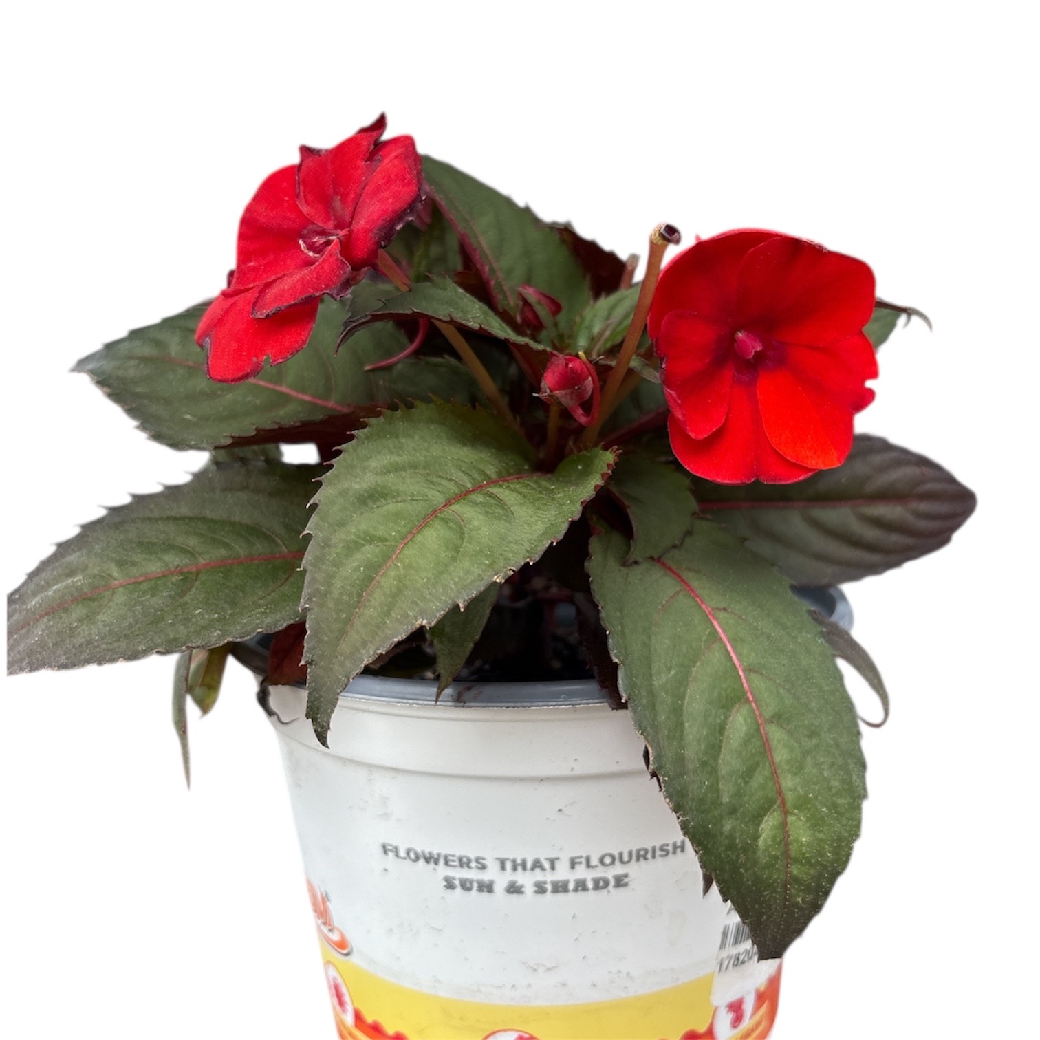 Impatiens New Guinea 'Comp. Deep Red' - 6" Pot - MassMulch
