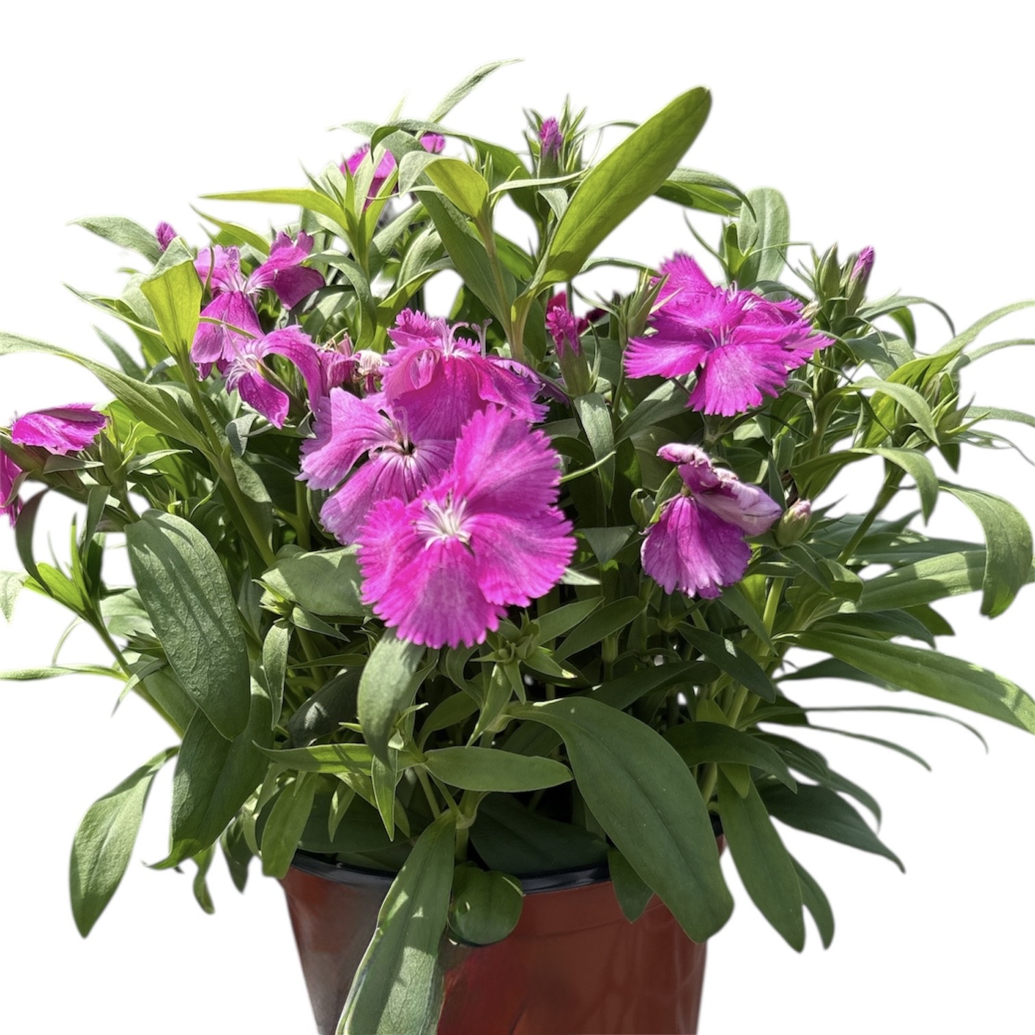 Carnations 'Floral Lace Merlot Mix' - 6" Pot - MassMulch