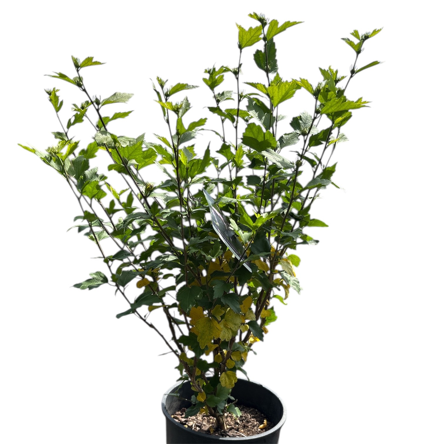 Rose of Sharon 'Blueberry Smoothie' - 3 Gallon - MassMulch