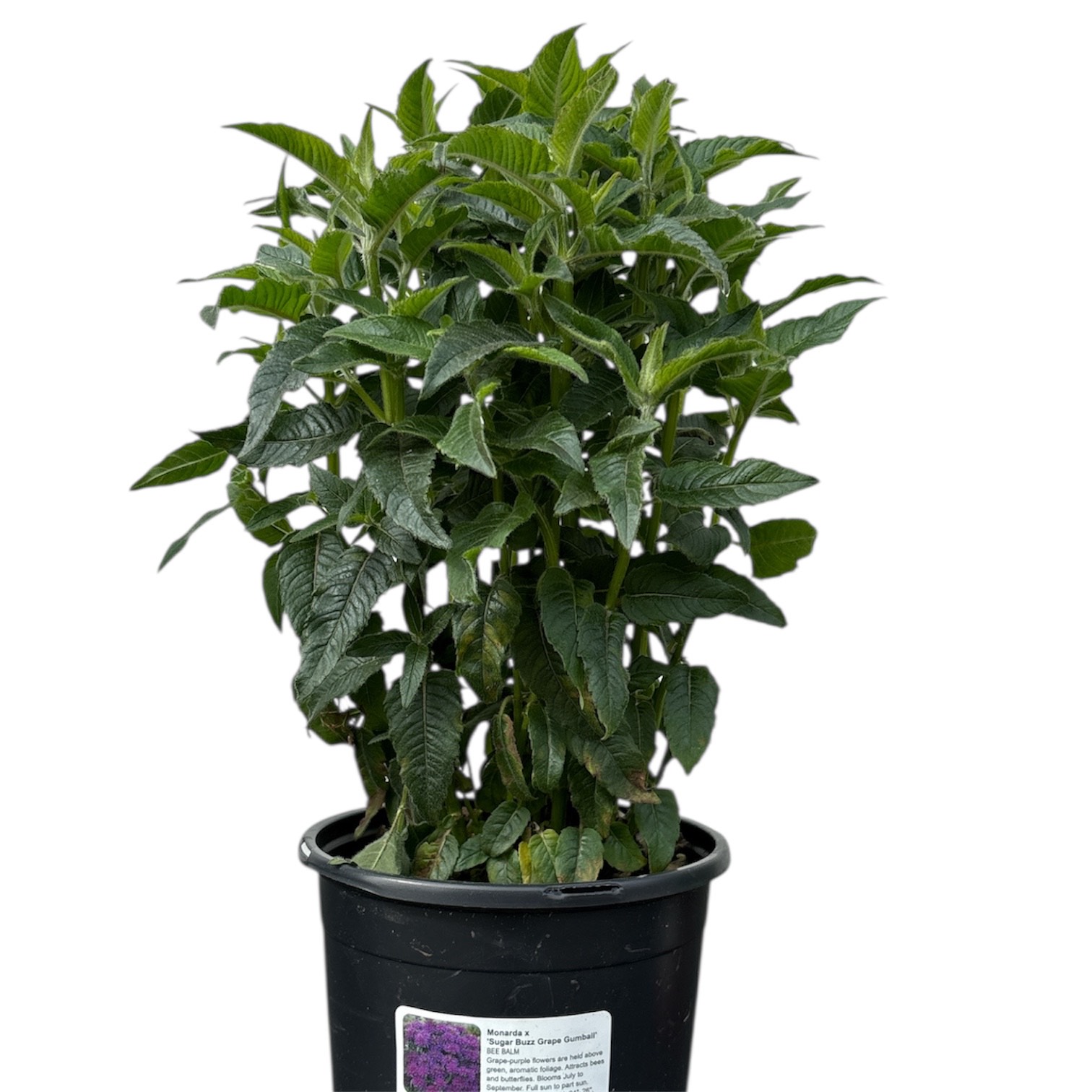 Bee Balm 'Sugar Buzz Grape Gumball' - 1 Gallon - MassMulch