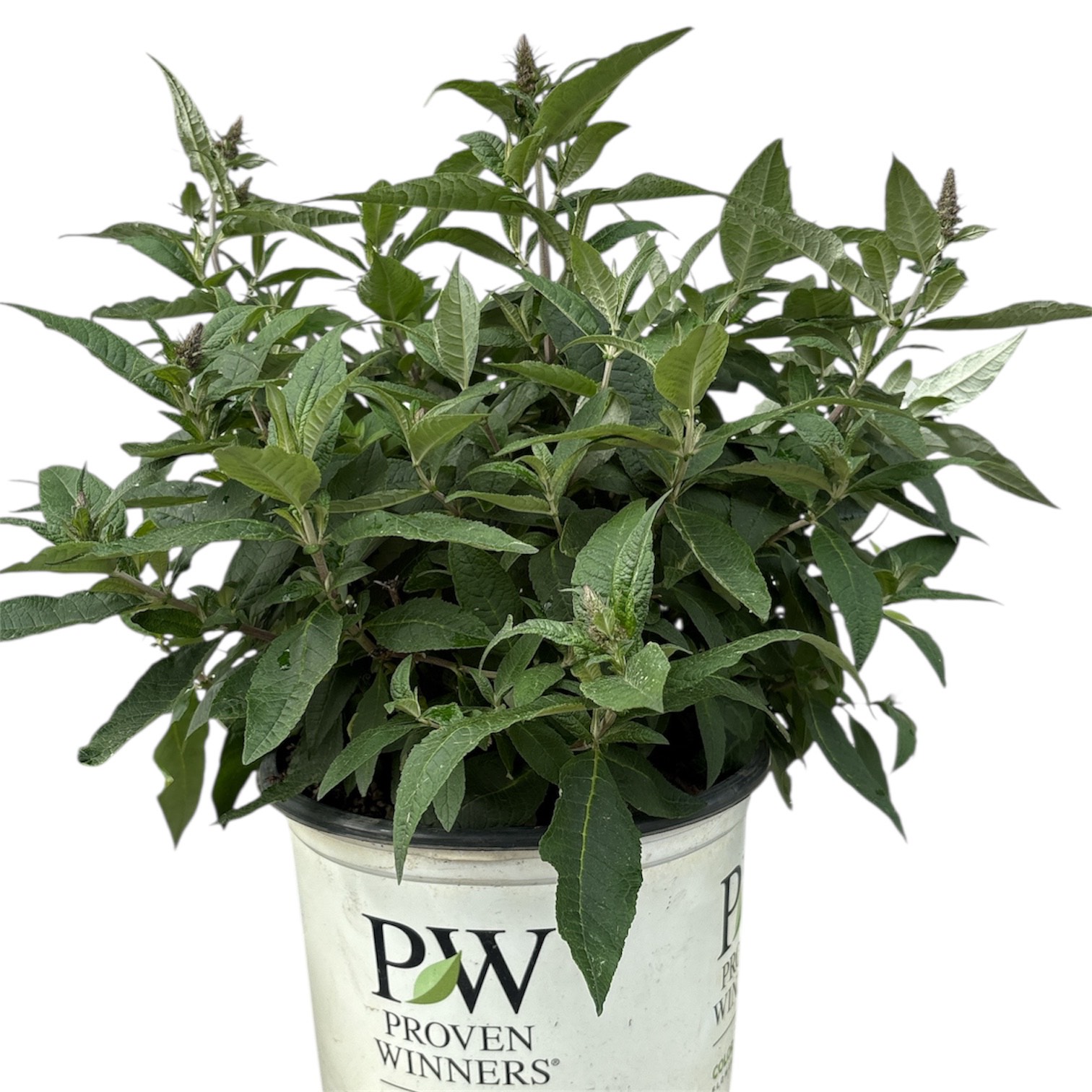 Butterfly Bush 'Pugster Periwinkle' - 3 Gallon - MassMulch