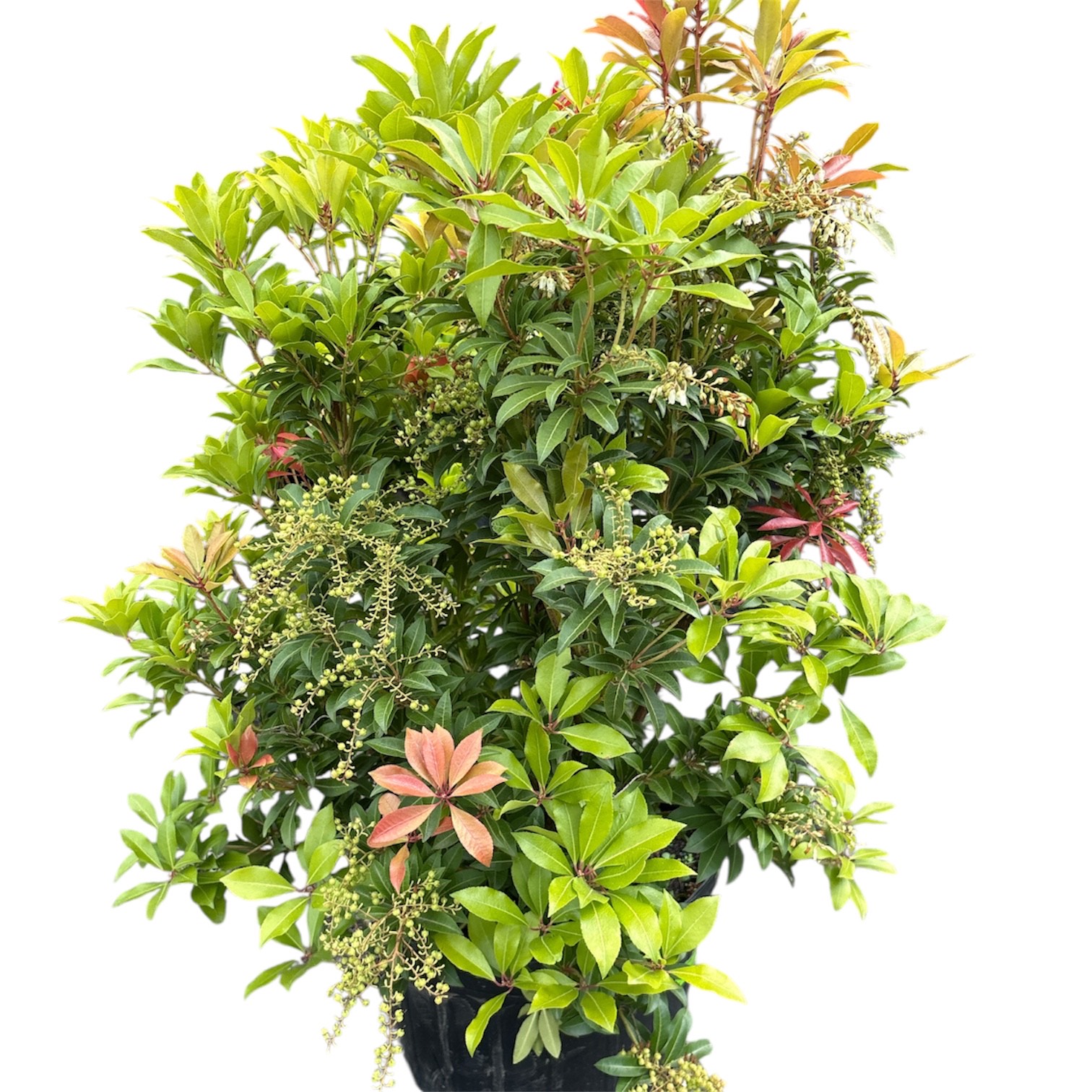 Japanese Andromeda 'Mountain Fire' - 5 Gallon - MassMulch