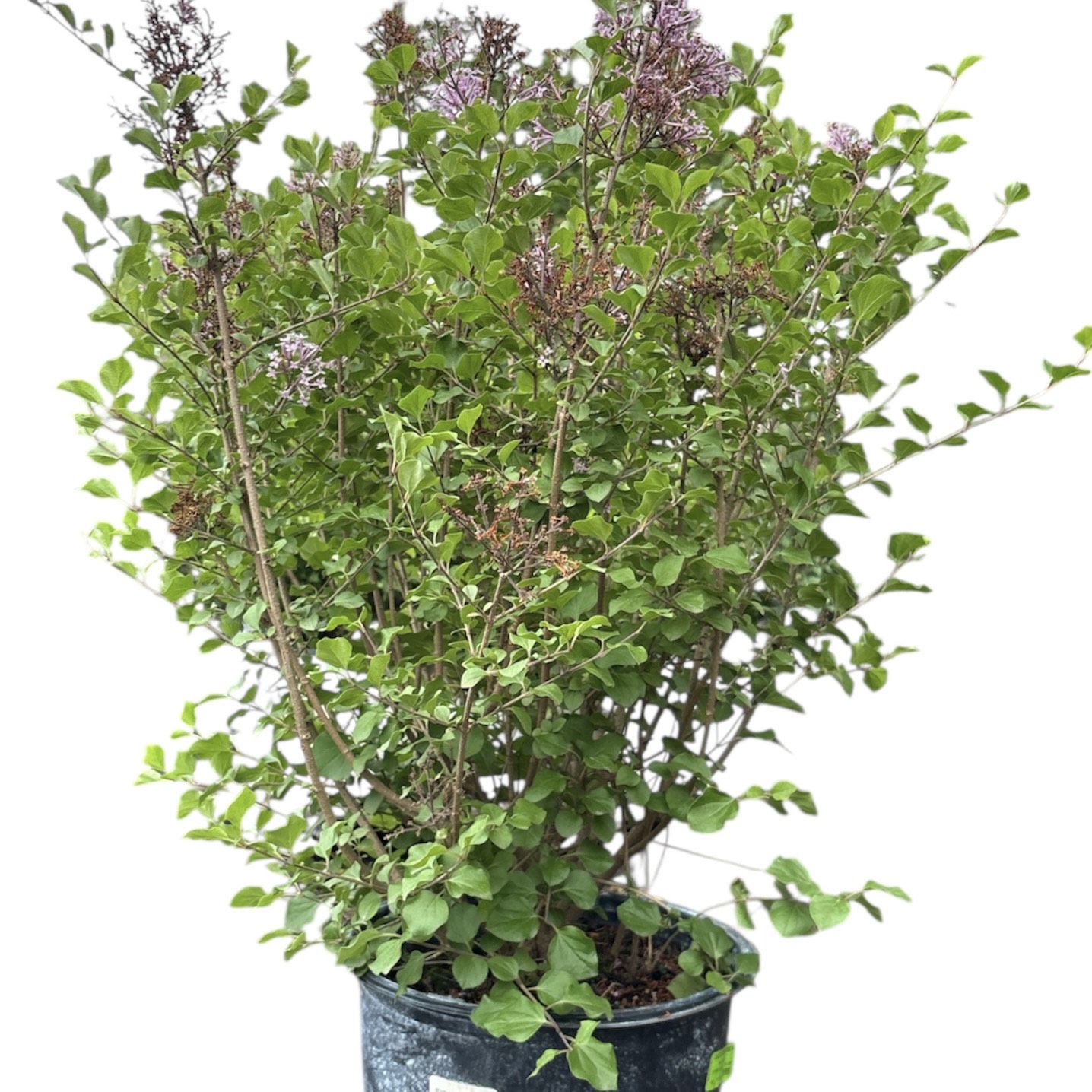 Lilac-Dwarf Korean 'Palibin' - 3 Gallon - MassMulch