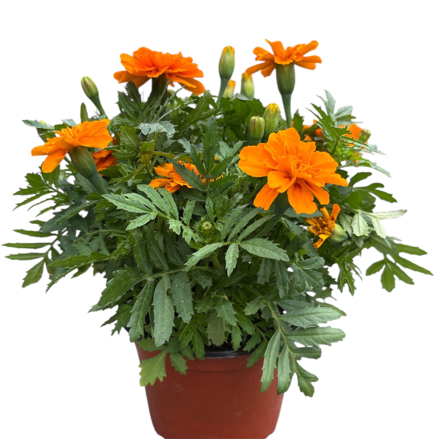 Marigold 'Durango Tangerine' - 6" Pot - MassMulch