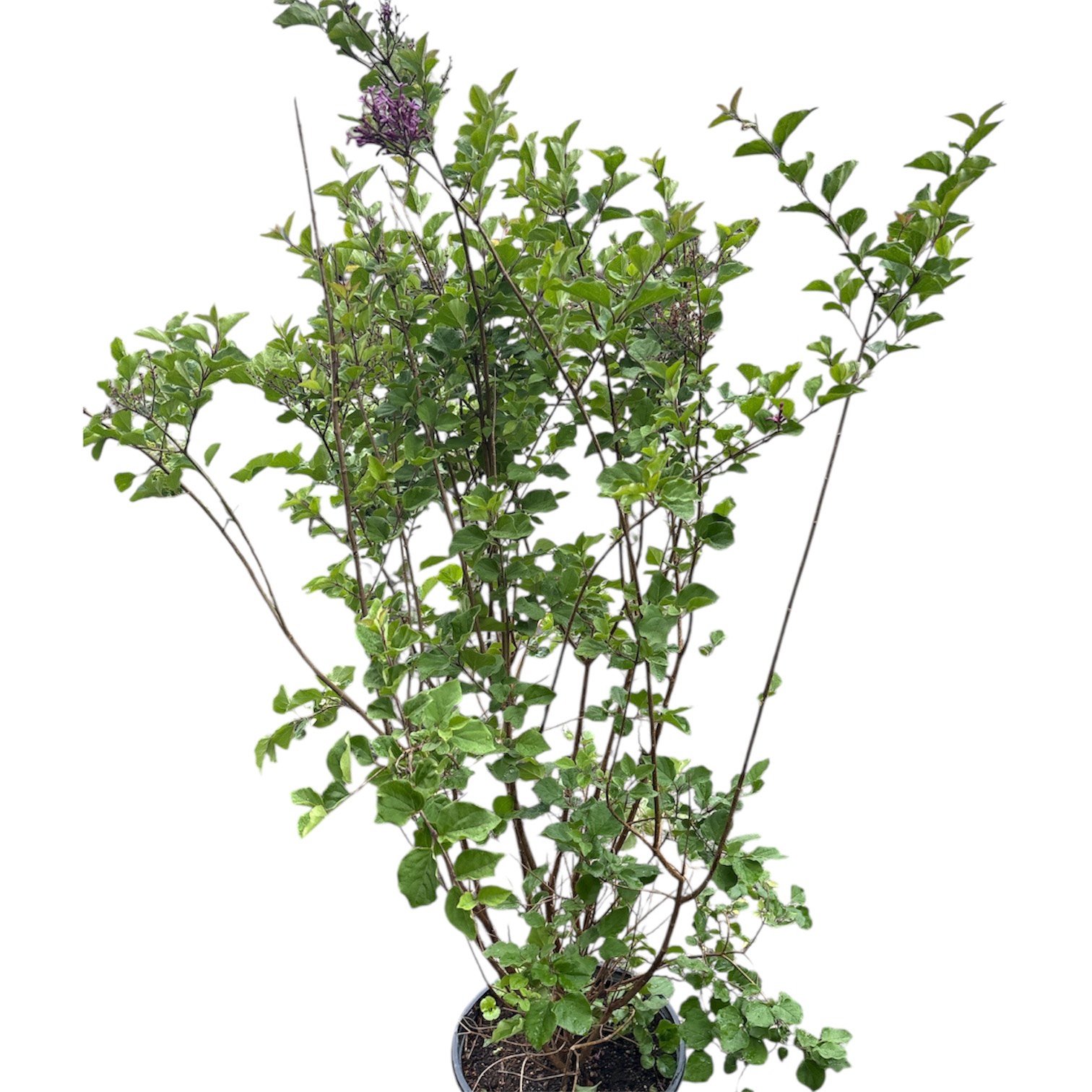 Lilac 'Bloomerang Dark Purple' - 5 Gallon - MassMulch