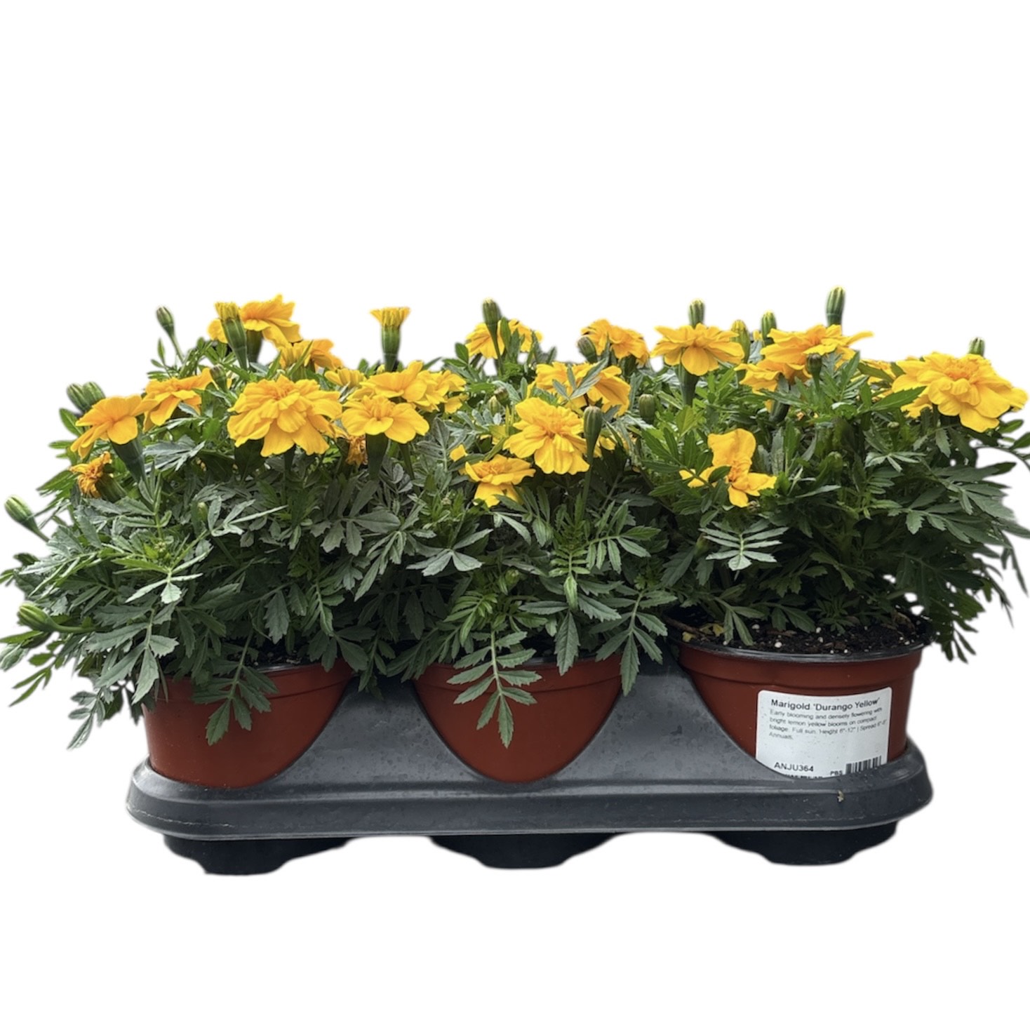 Marigold ‘Durango Yellow’ - 6″ Pot - 6pk - MassMulch