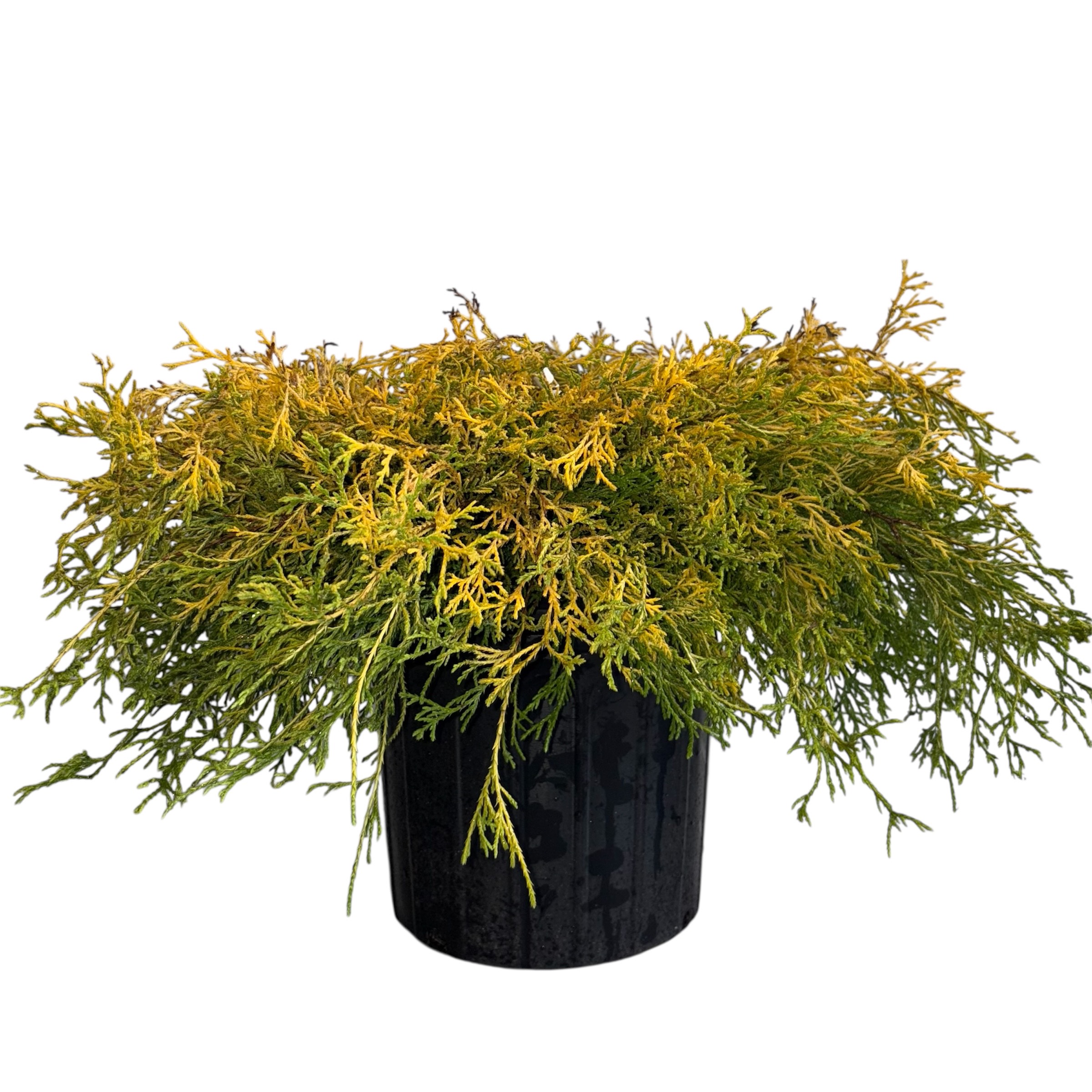 Falsecypress 'Golden Mop' - 3 Gallon - MassMulch