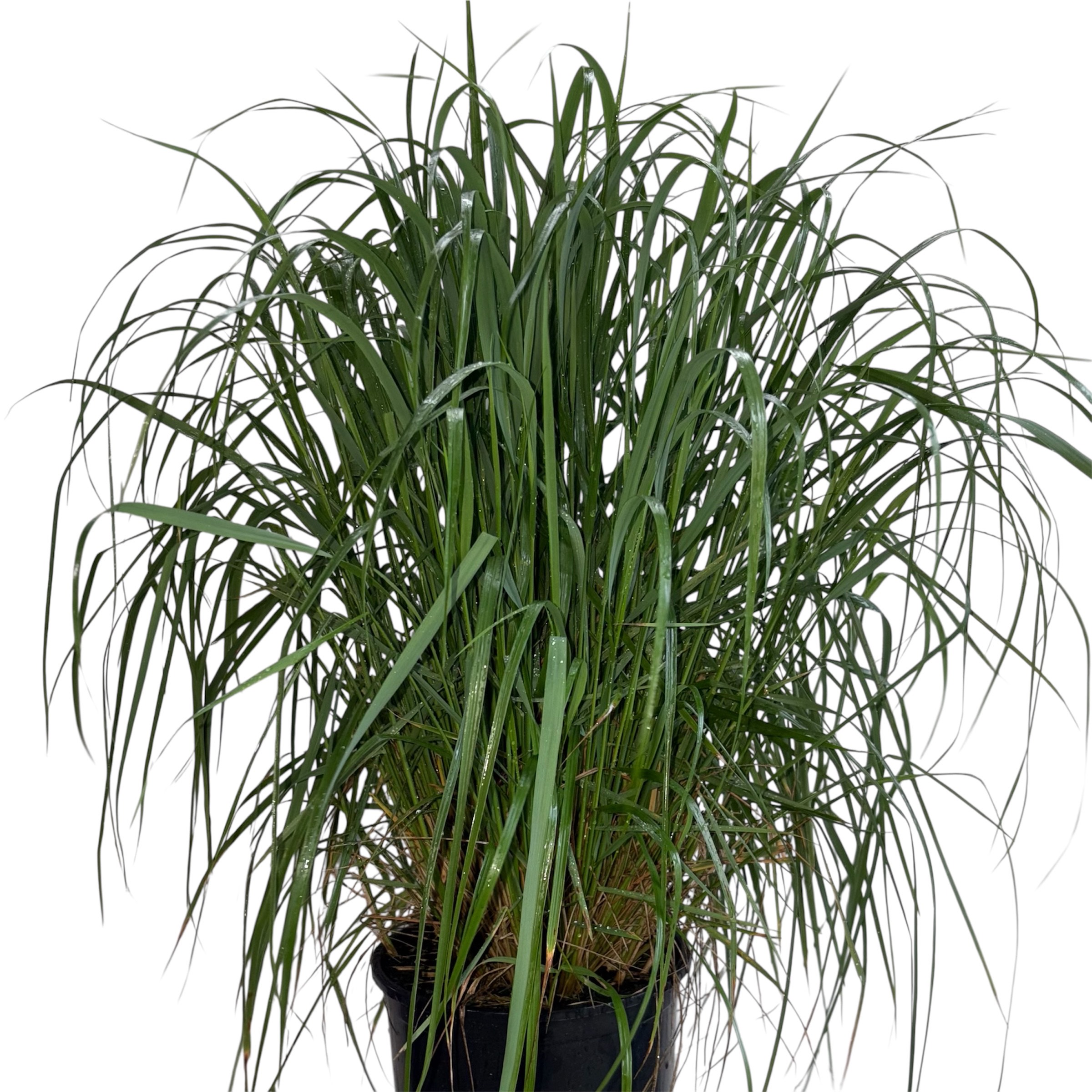 Grass 'Karl Foerster' - 2 Gallon - MassMulch