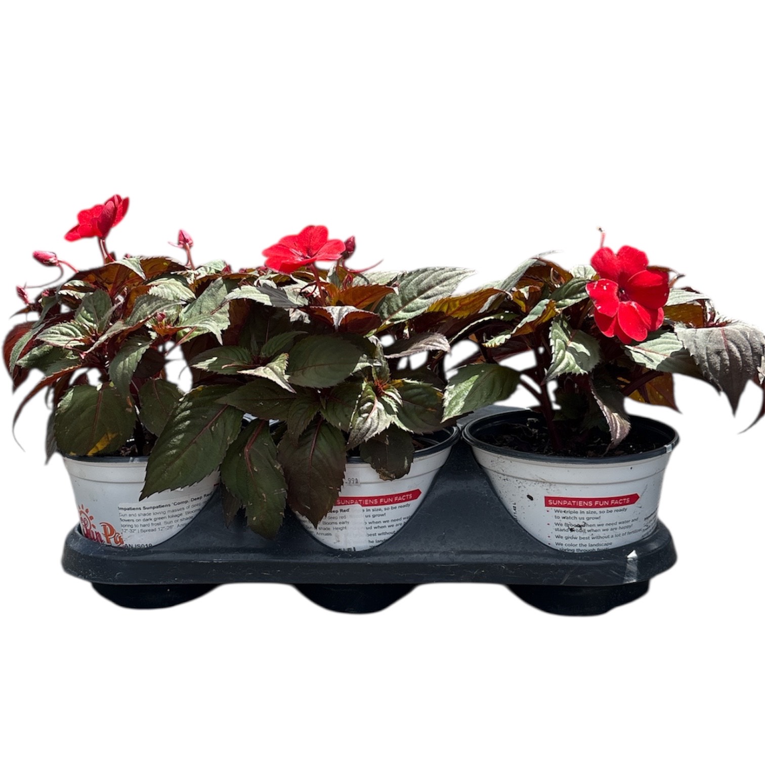 Impatiens Sunpatiens 'Comp. Deep Red' - 6" Pot - 6pk - MassMulch