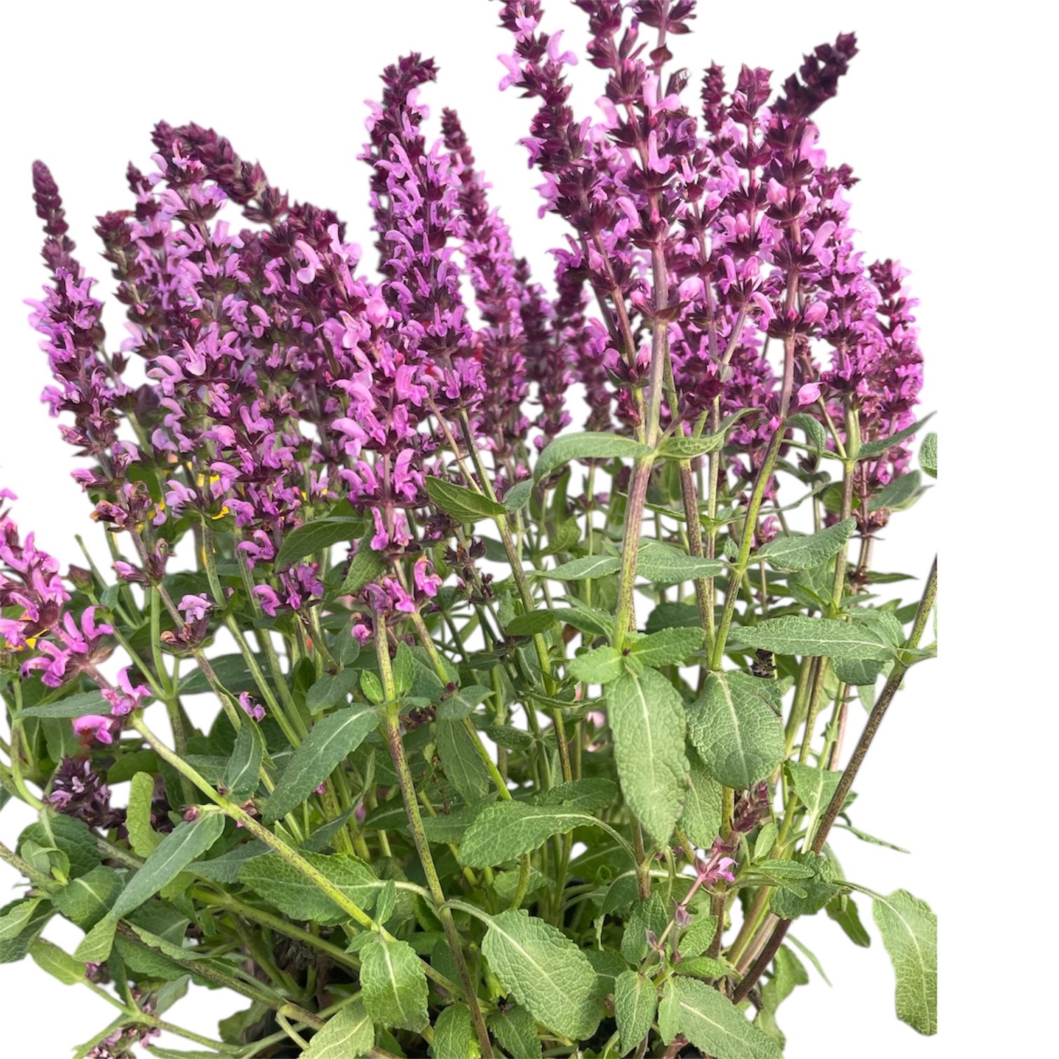 Sage-Meadow 'New Dimension Rose' - 1 Gallon - MassMulch