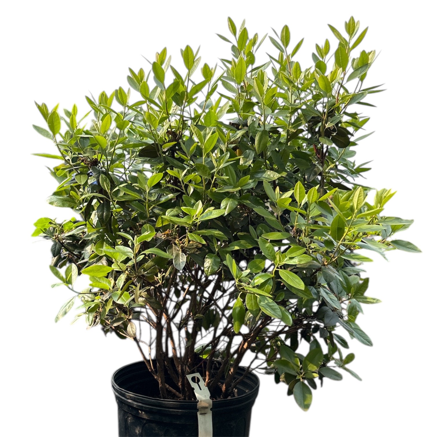 Rhododendron 'PJM' - 3 Gallon - MassMulch