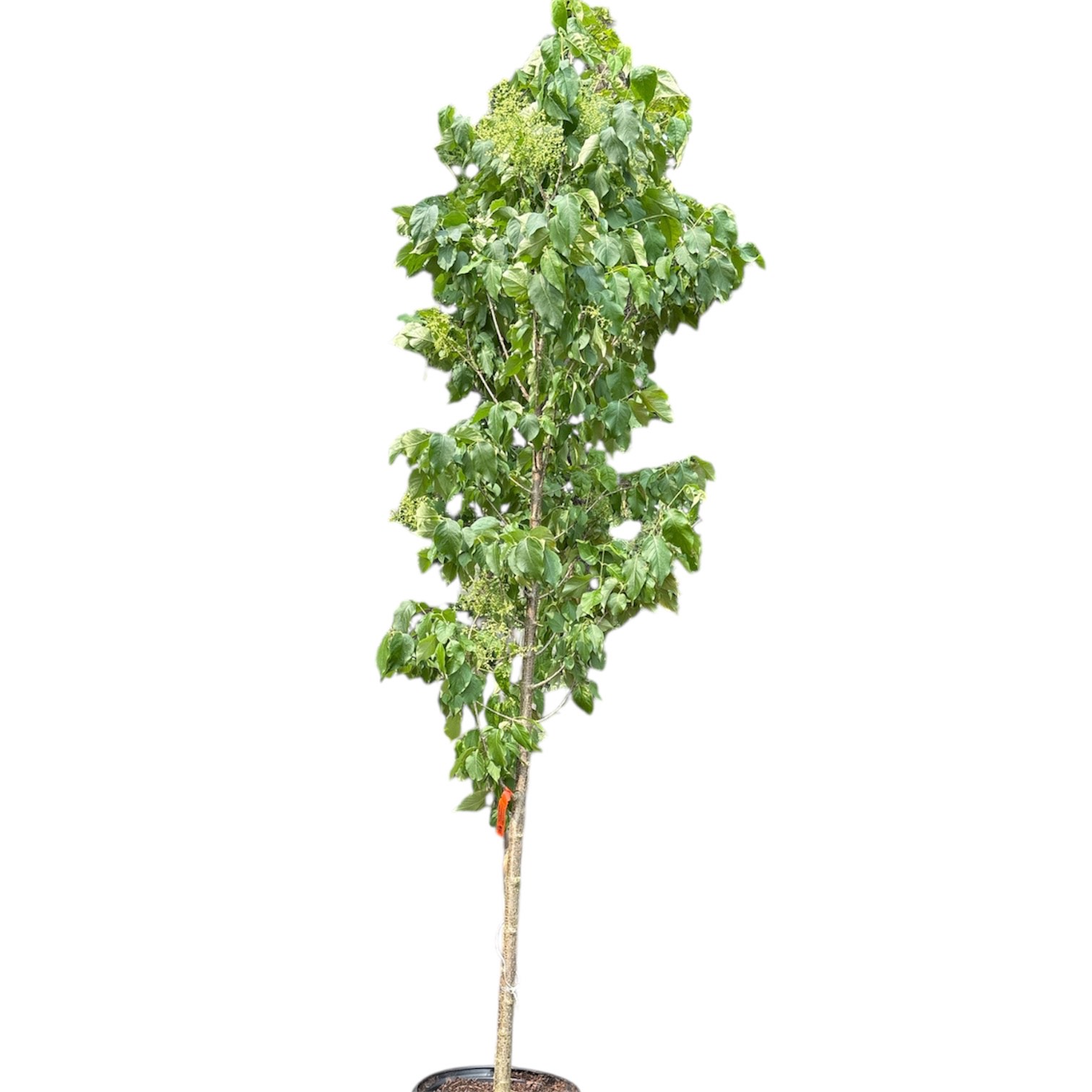 Lilac 'Ivory Silk' - 15 Gallon - MassMulch