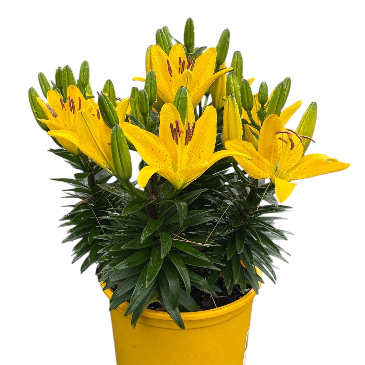 Lily-Asiatic 'Golden Matrix' - 2 Gallon - MassMulch