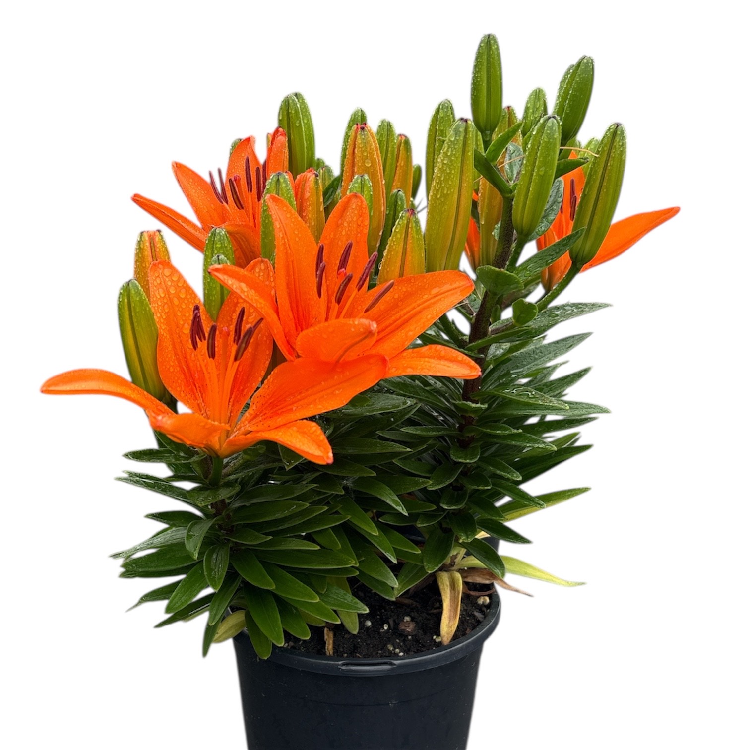 Lily-Asiatic 'Orange Matrix' - 1 Gallon - MassMulch
