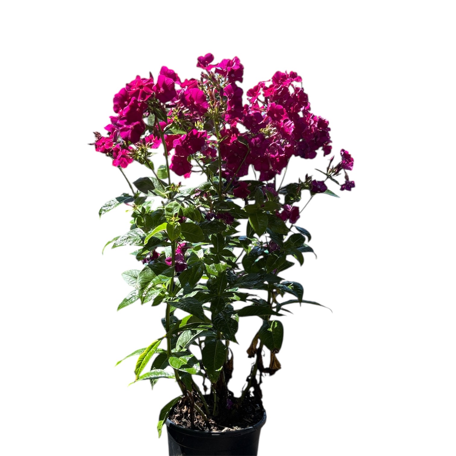 Garden Phlox 'Flame Purple' - 1 Gallon - MassMulch
