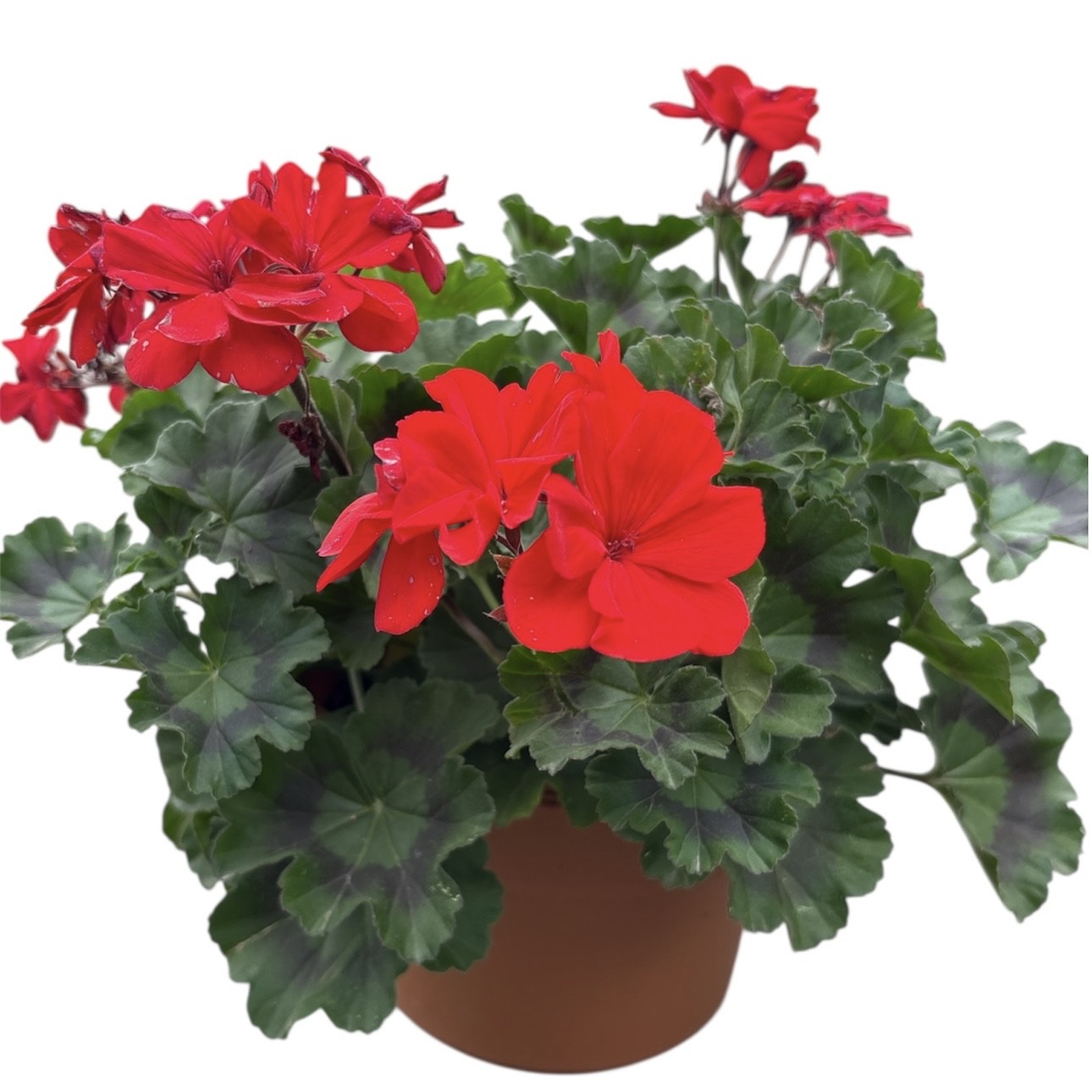 Geranium 'Mantra Bright Red' - 8" Pot - MassMulch