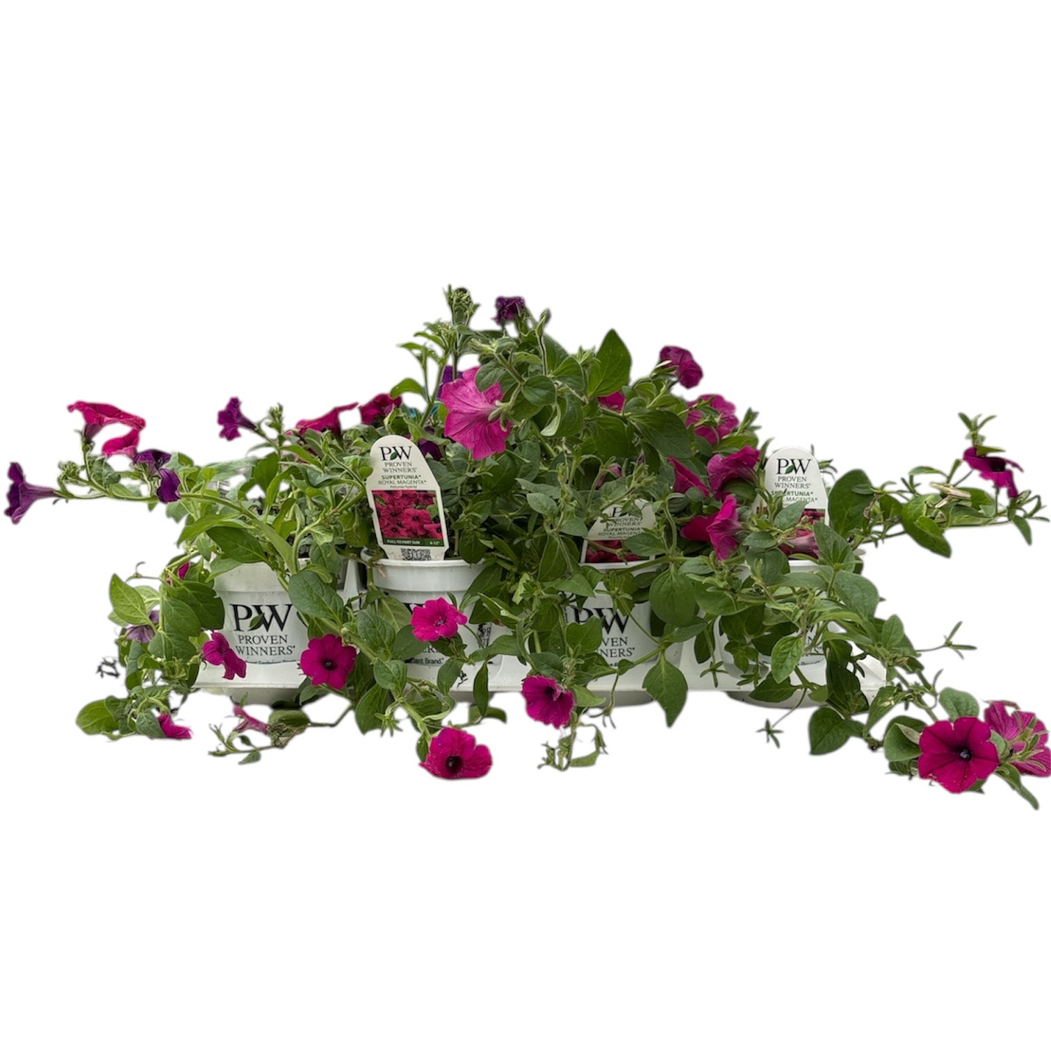 Petunia ‘Supertunia Royal Magenta’ - 4.5 Pot - 8pk - MassMulch