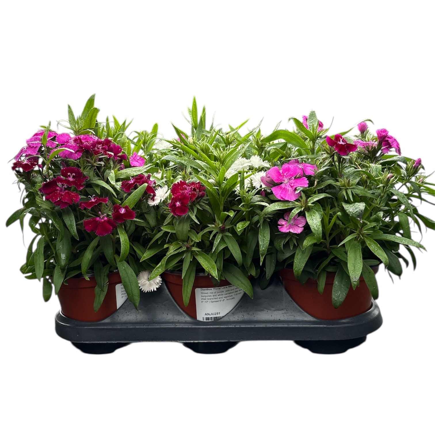 Carnations ‘Floral Lace Merlot Mix’ - 6″ Pot - 6pk - MassMulch