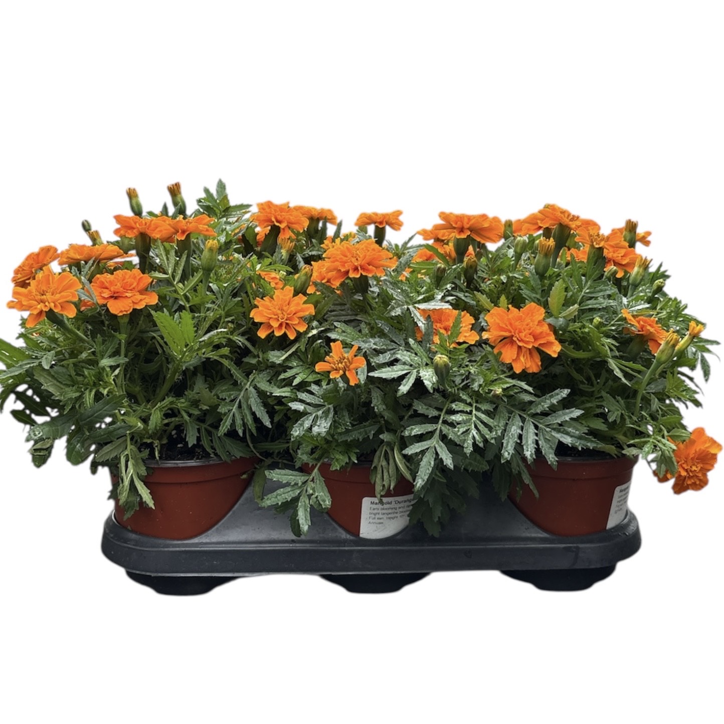 Marigold ‘Durango Tangerine’ - 6″ Pot - 6pk - MassMulch
