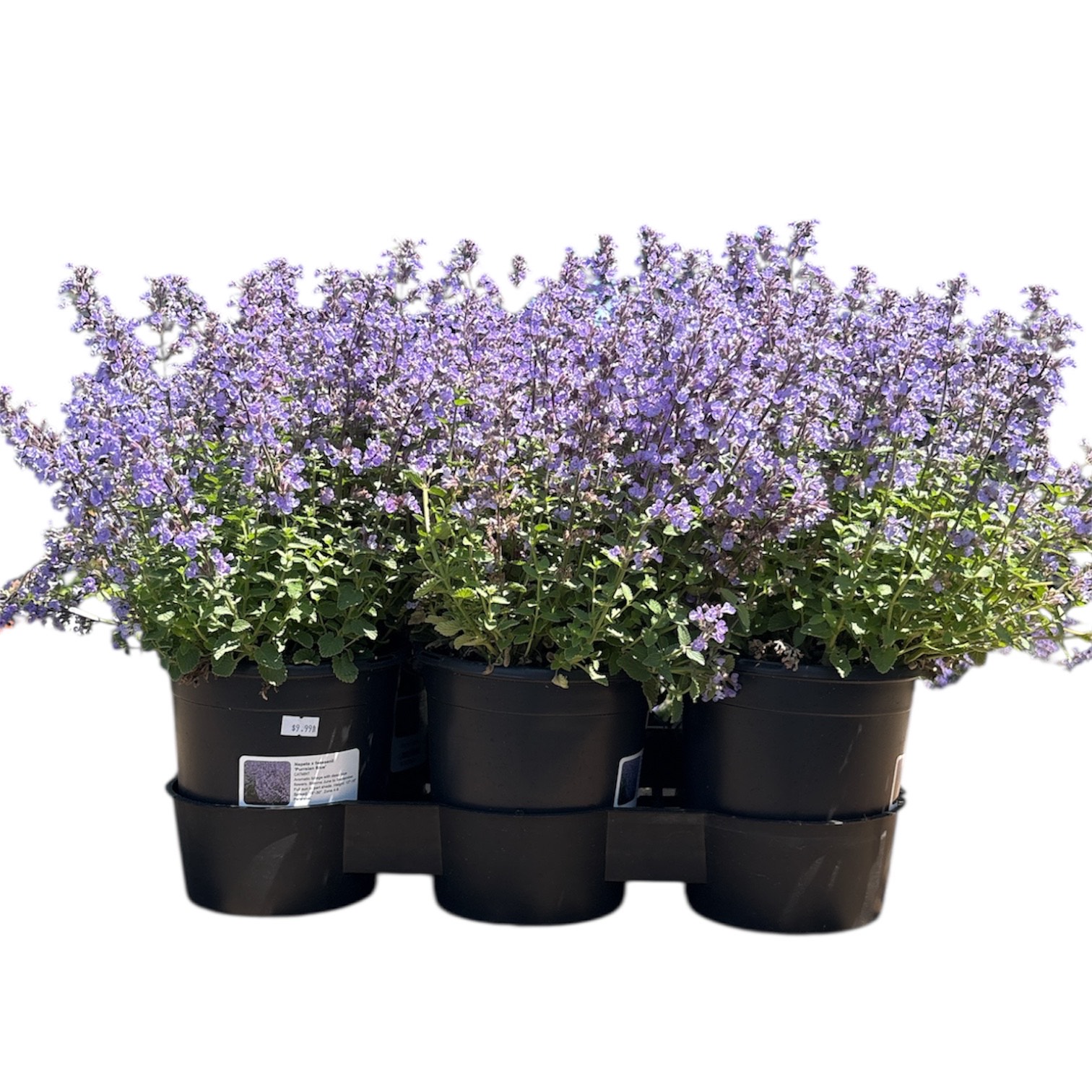 Catmint ‘Purrsian Blue’ - 1 Gallon - 6pk - MassMulch