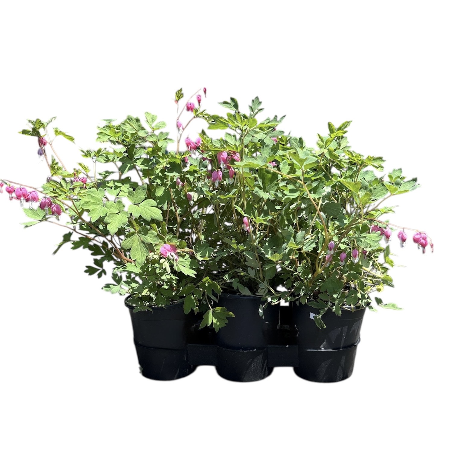 Bleeding Heart - 1 Gallon - 6pk - MassMulch