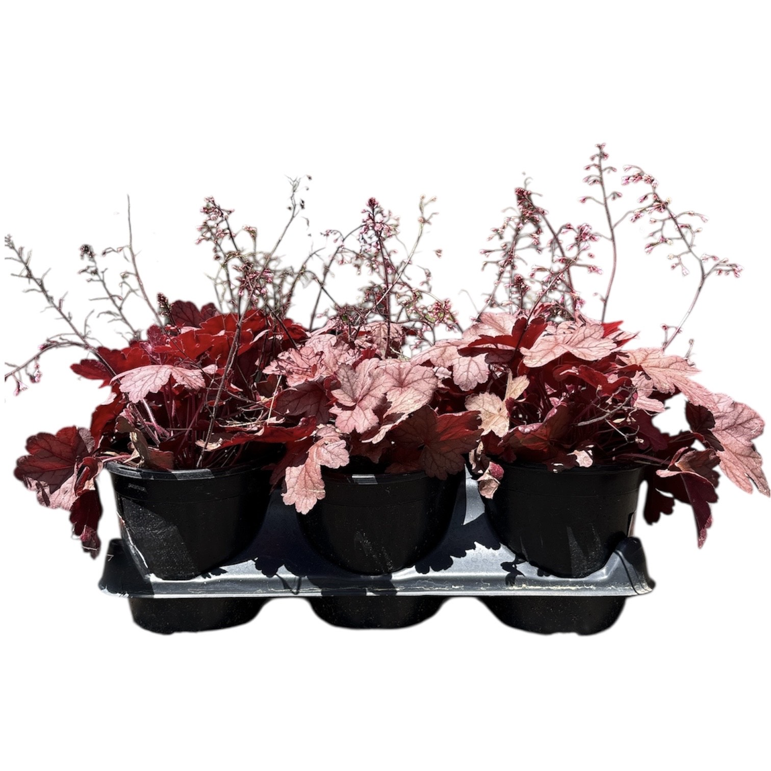 Coral Bells ‘Raspberry Sea’ - 1 Gallon - 6pk - MassMulch
