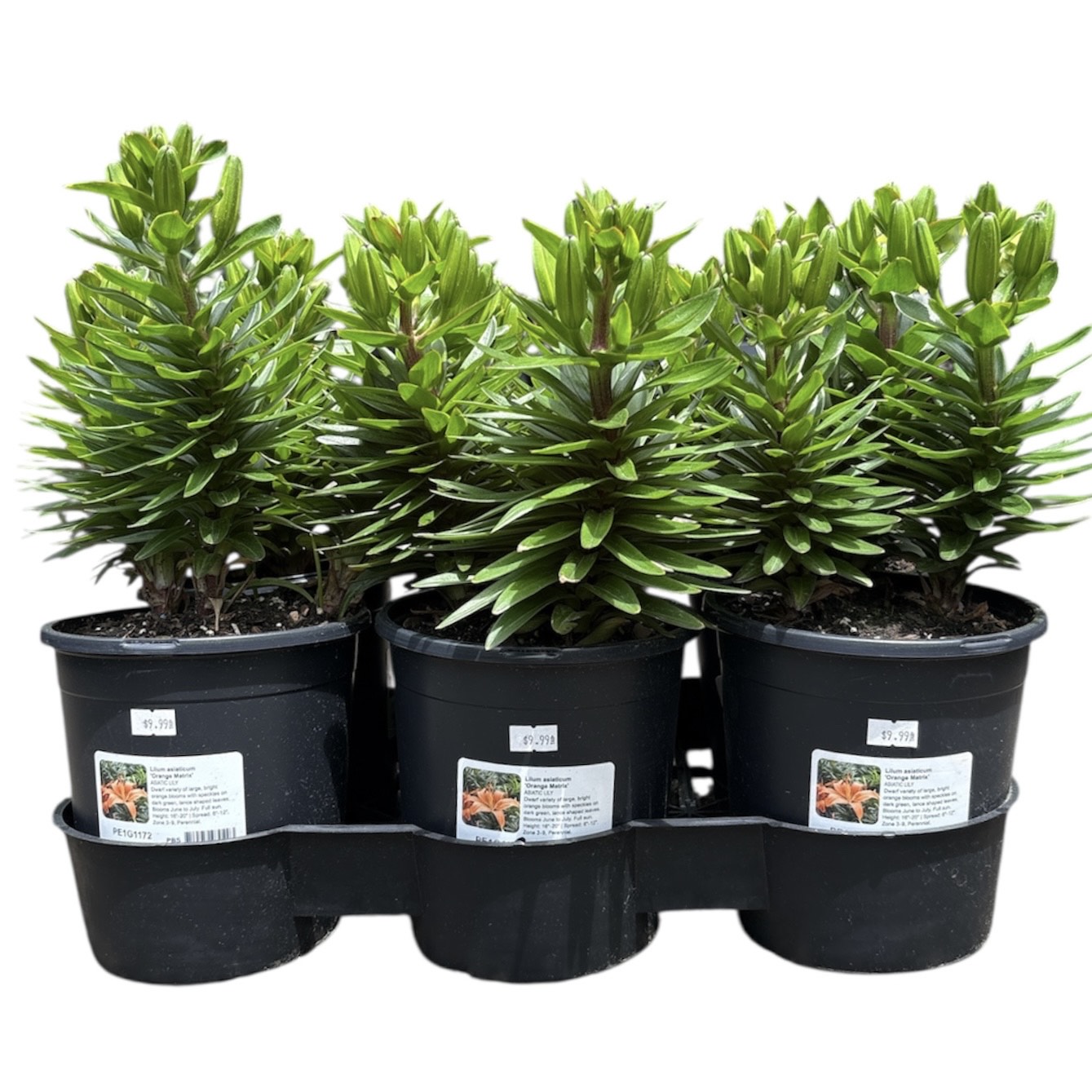 Lily ‘Orange Matrix’ - 1 Gallon - 6pk - MassMulch