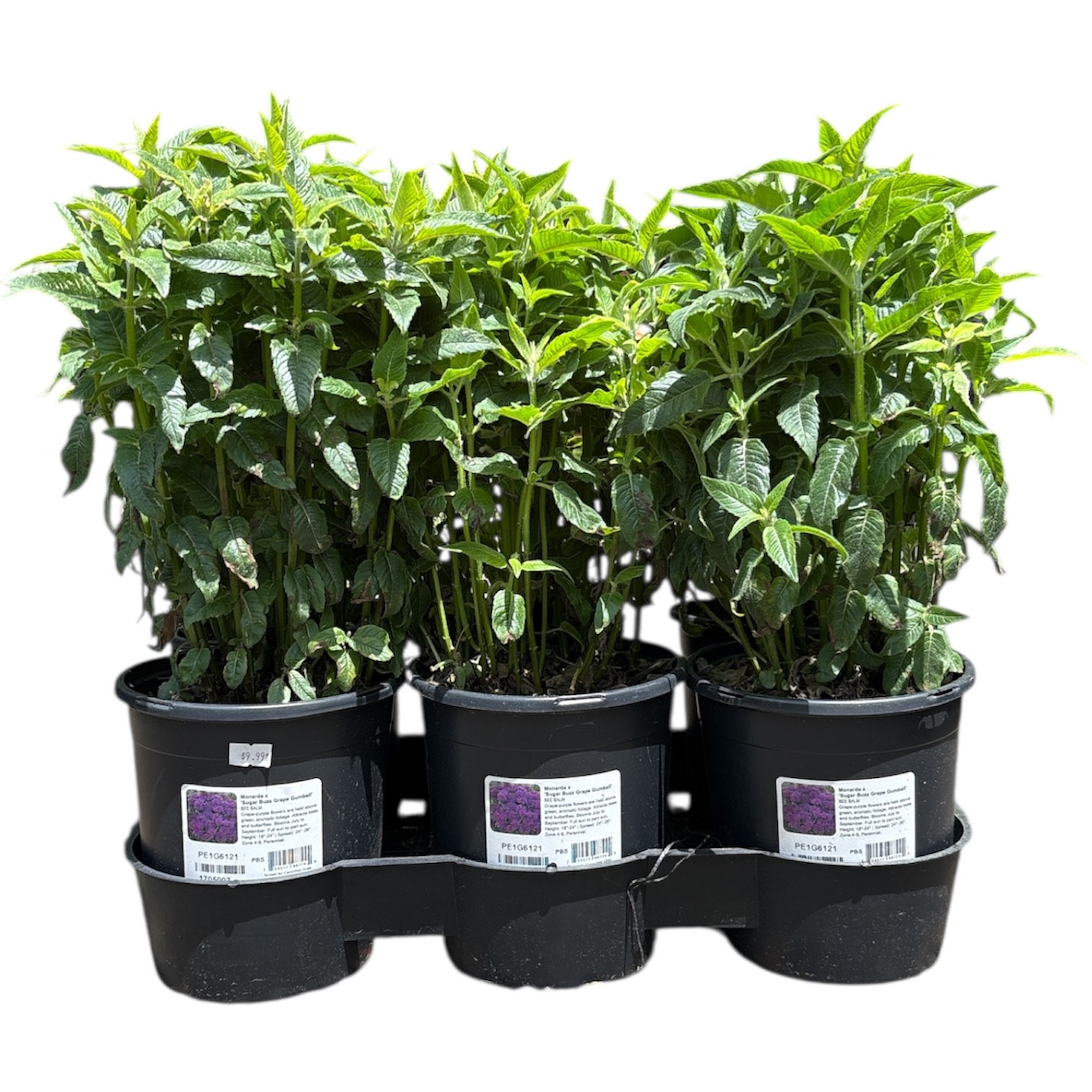 Bee Balm ‘Sugar Buzz Grape Gumball’ - 1 Gallon - 6pk - MassMulch