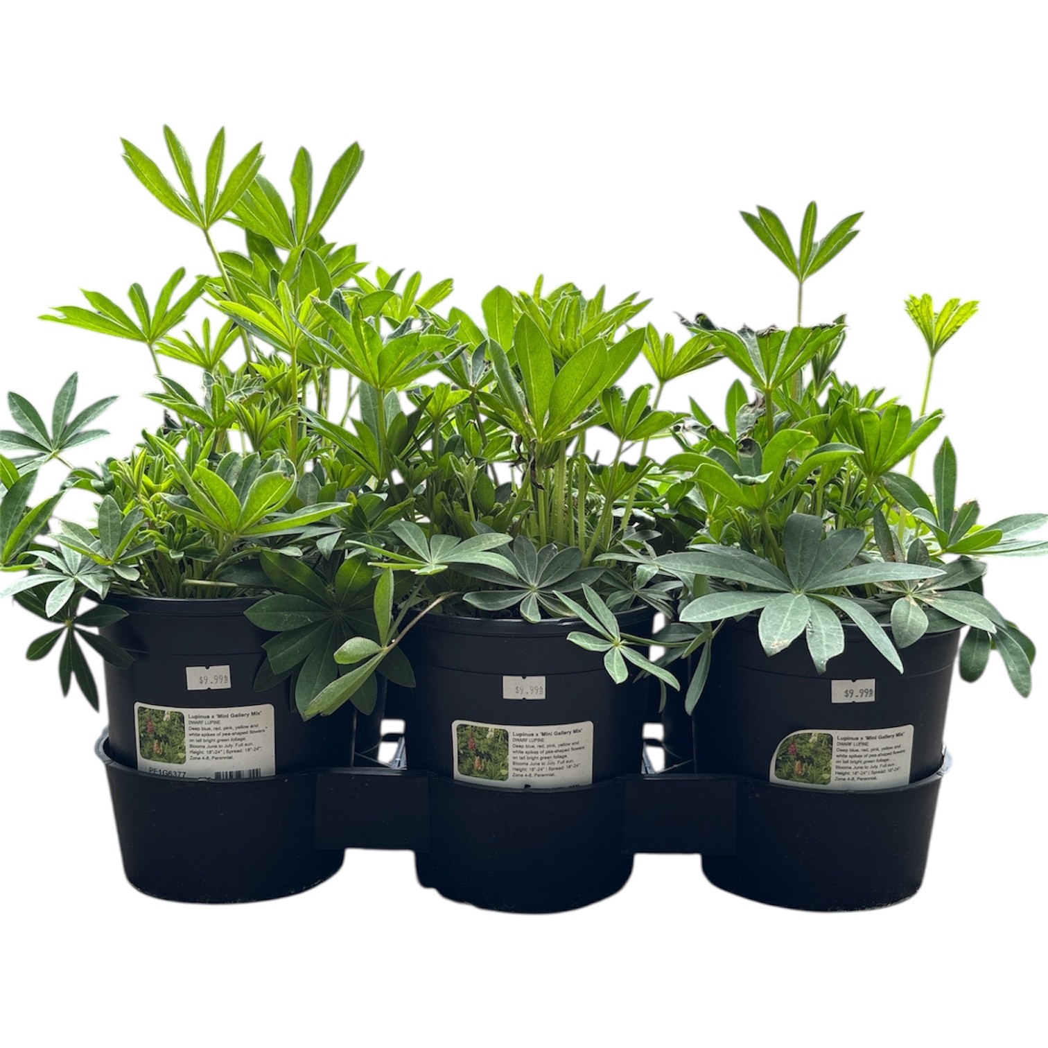 Lupine ‘Mini-Gallery Mix’ - 1 Gallon - 6pk - MassMulch
