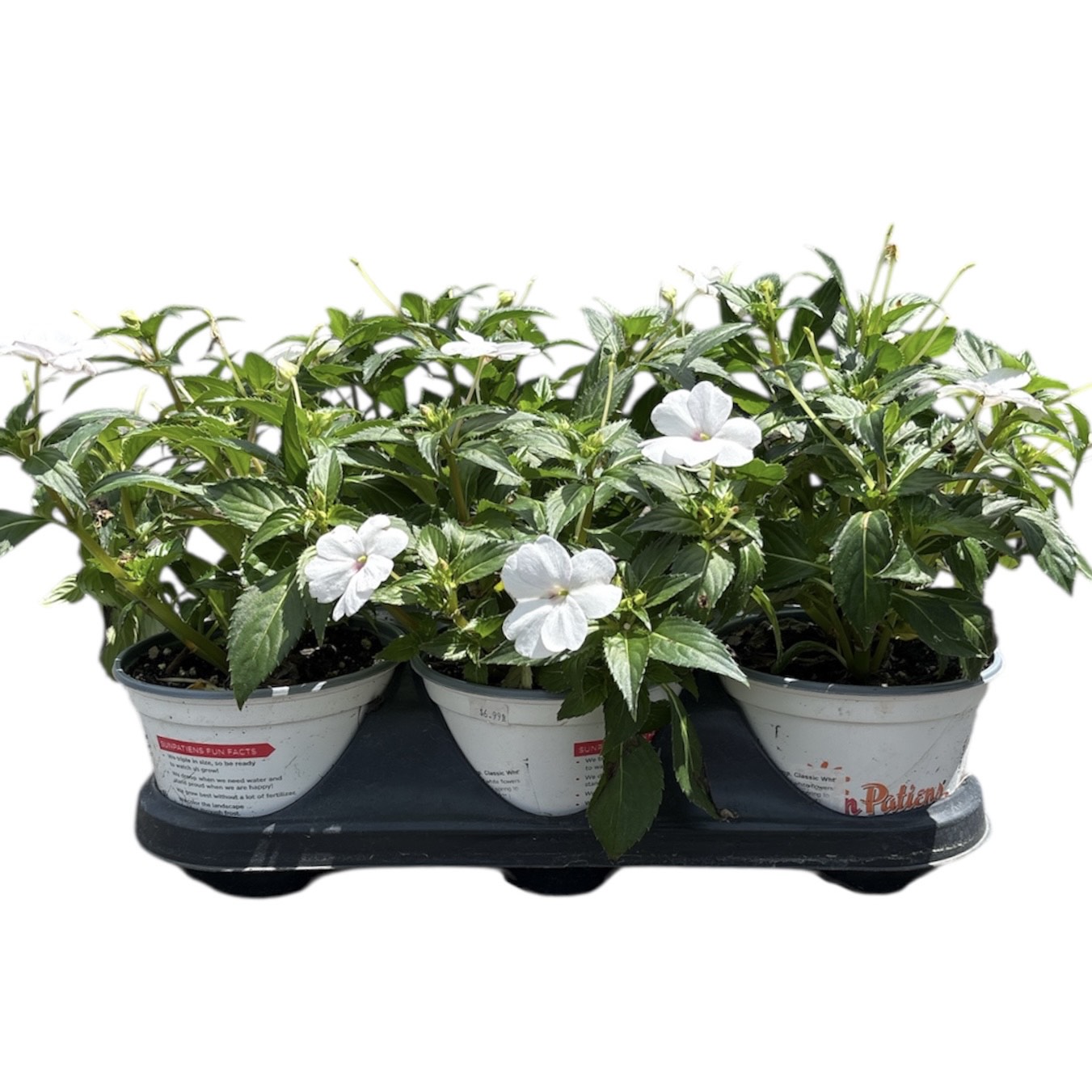 Impatiens New Guinea ‘Comp. Classic White’ - 6″ Pot - 6pk - MassMulch
