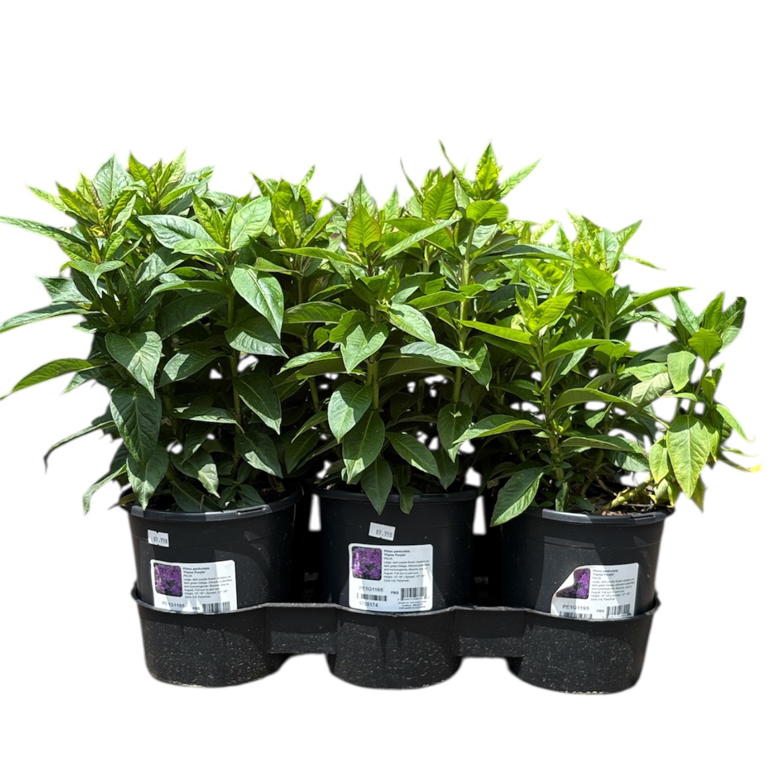 Garden Phlox ‘Flame Purple’ - 1 Gallon - 6pk - MassMulch
