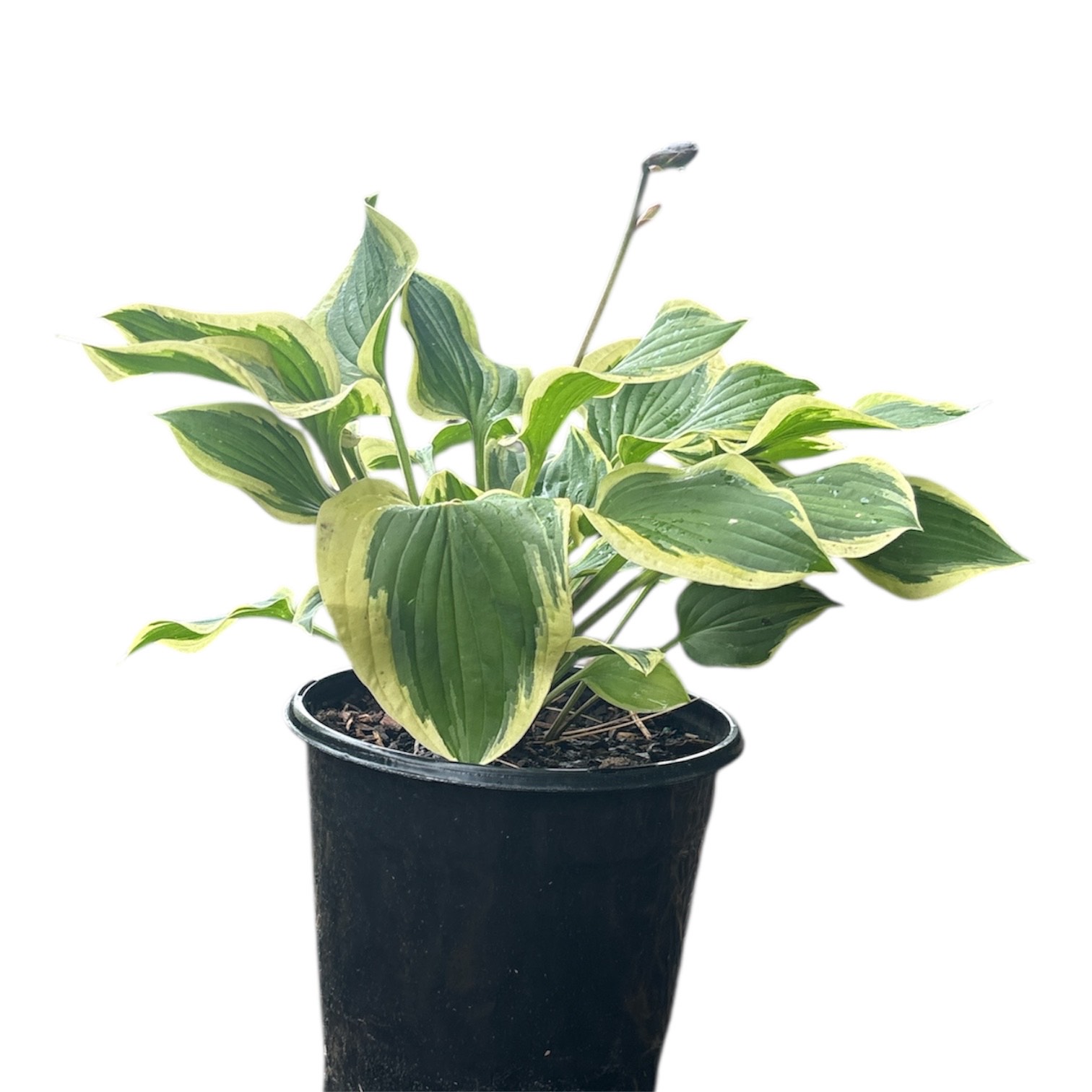 Hosta 'Pilgrim' - 1 Gallon - MassMulch