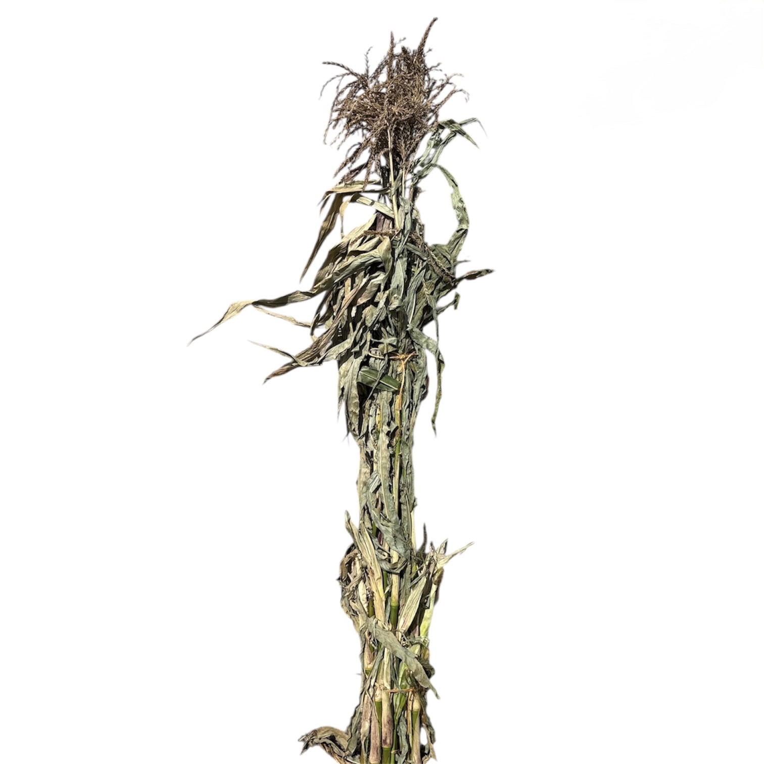 Corn Stalks- 6' Tall, 8-10 stalks per bundle - MassMulch
