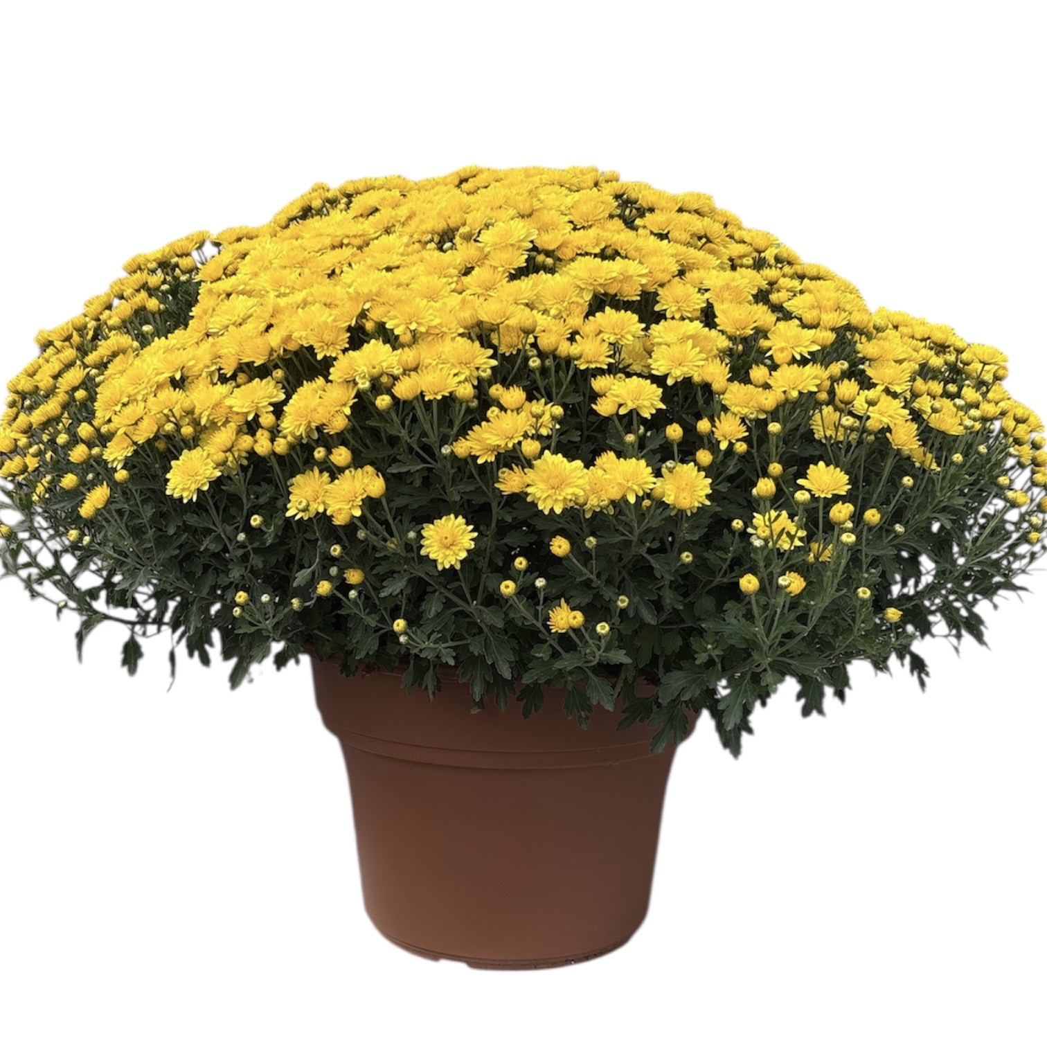 Mum 12" Yellow Pot - MassMulch