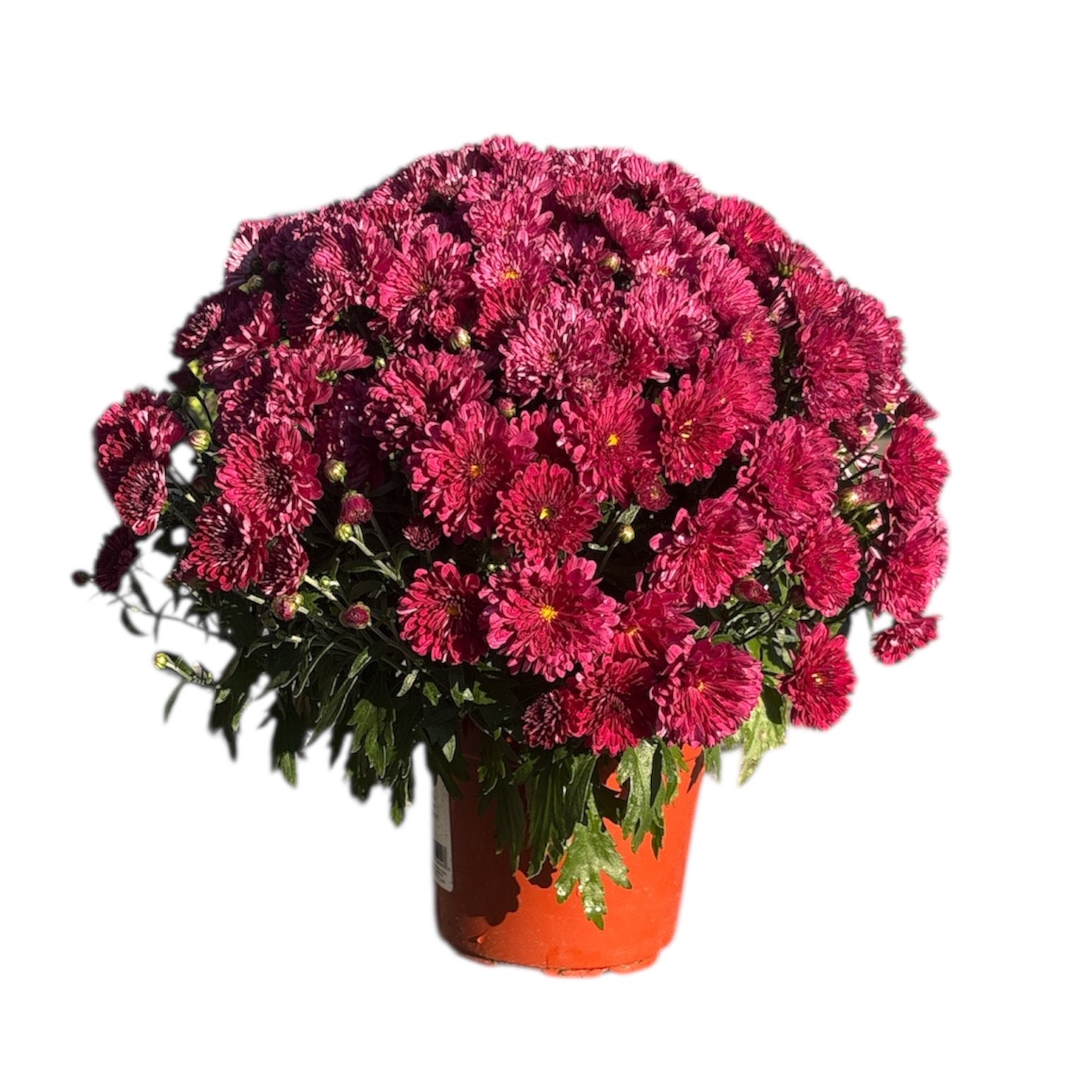 Mum 6" Purple Pot - MassMulch