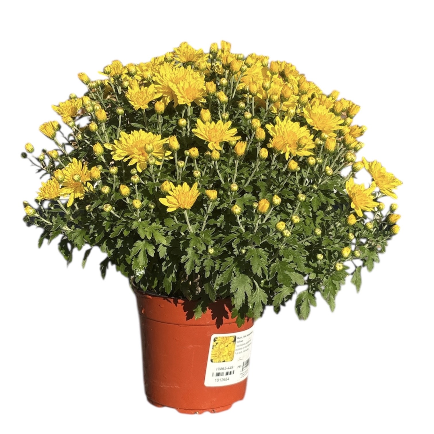 Mum 9" Yellow Pot - MassMulch